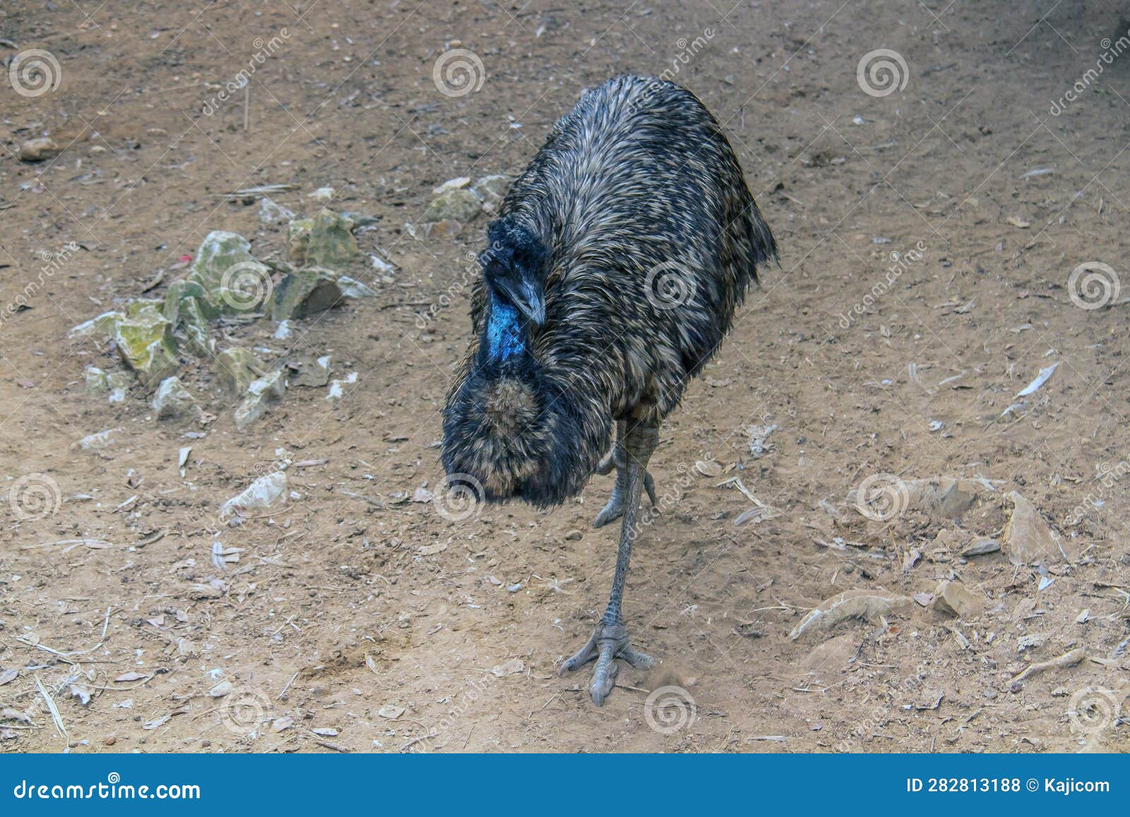 Kangaroo Island Emu Roaming in the Wild Stock Photo - Image of native ...