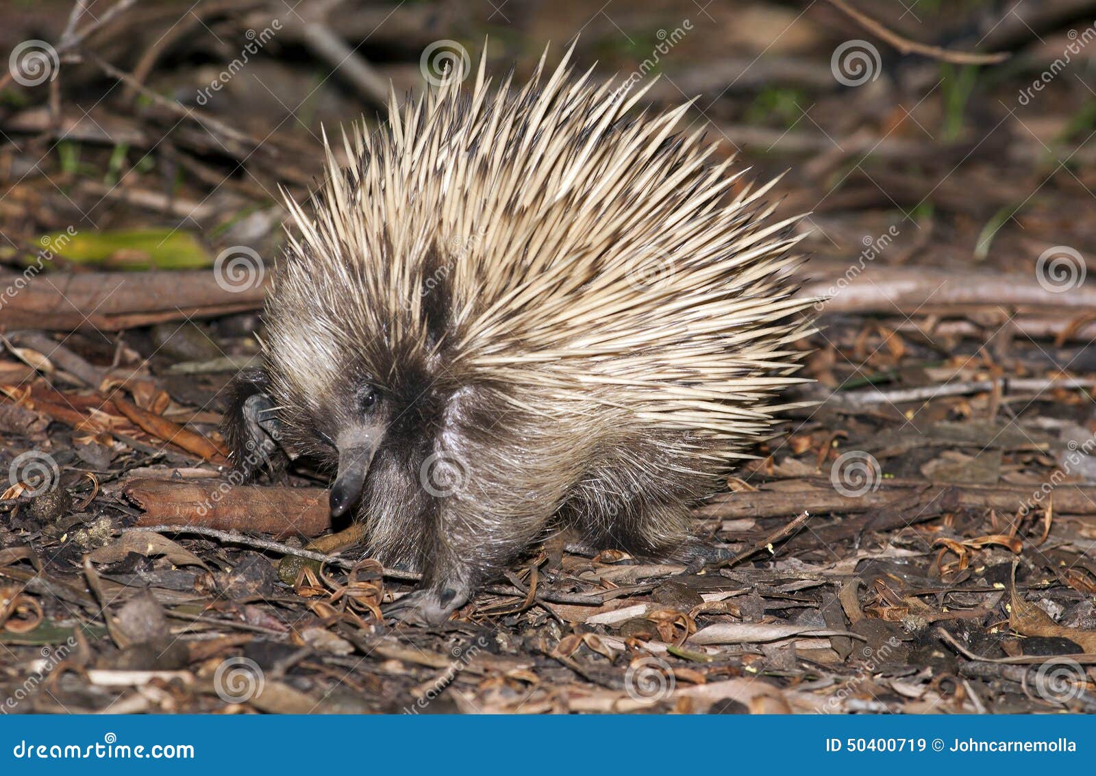 Kangaroo Island South Australia Stock Image - Image of island, kangaroo ...