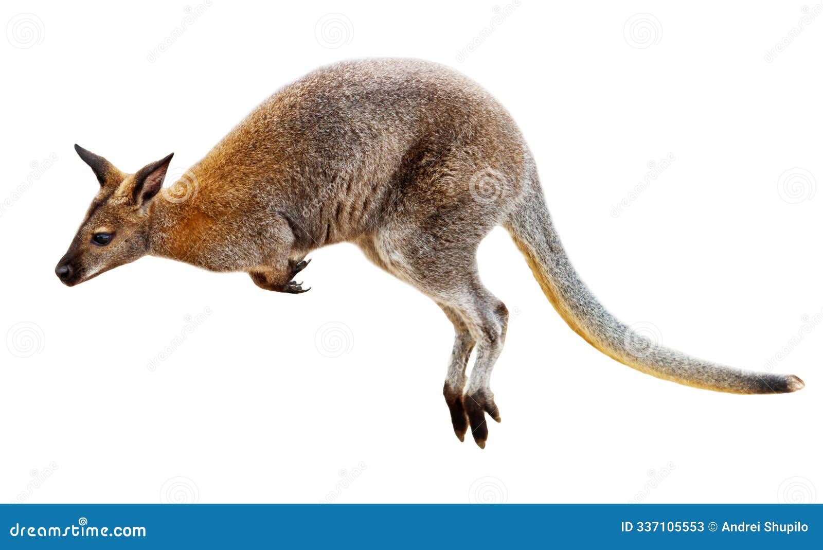 Kangaroo Isolated on White Background Stock Image - Image of wallaby, isolated: 337105553