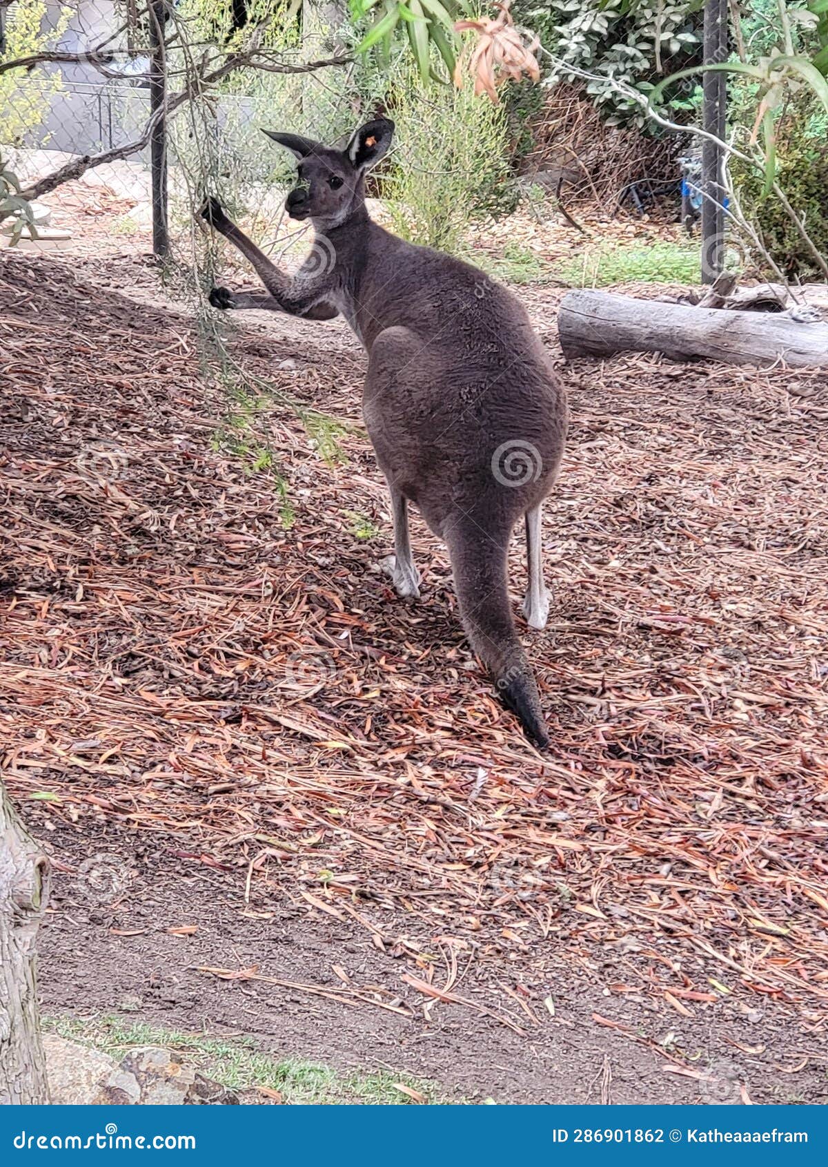 Kangaroo Jack! stock photo. Image of kangaroo, jack - 286901862