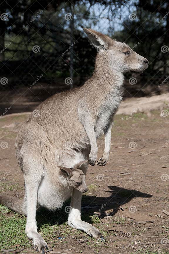 Kangaroo and Joey stock image. Image of young, grey, baby - 10204885