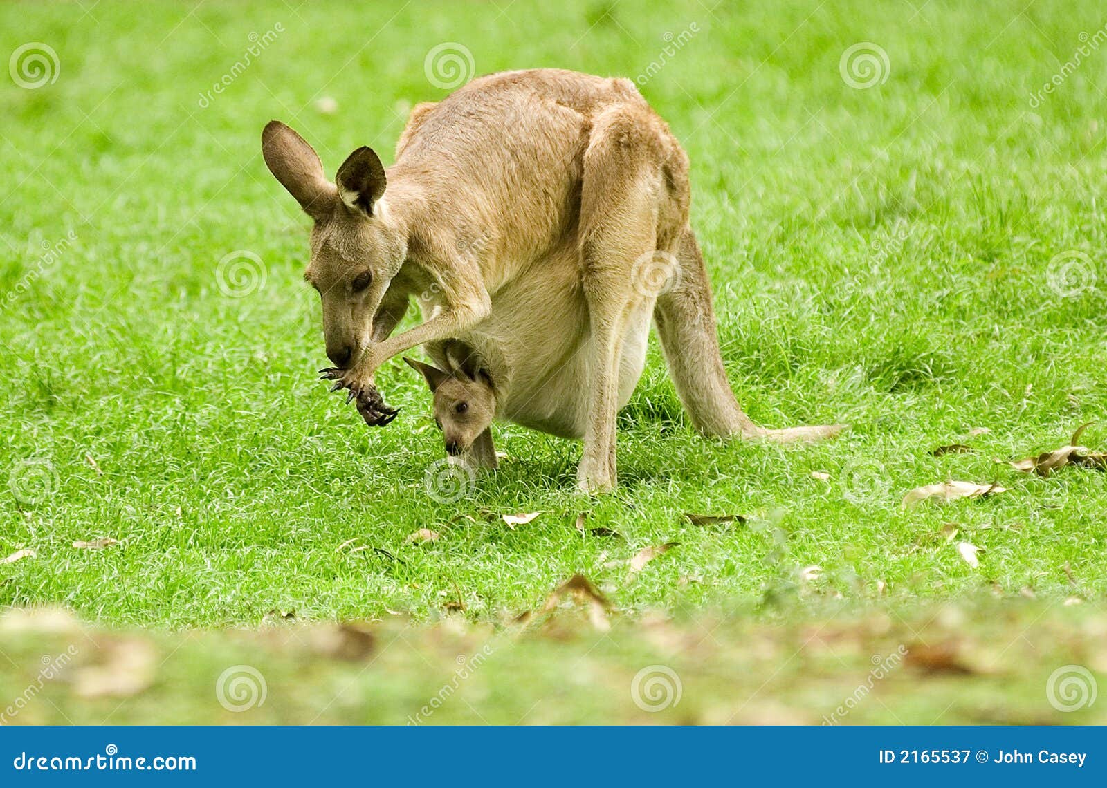 Kangaroo And Joey Royalty-Free Stock Photography | CartoonDealer.com ...