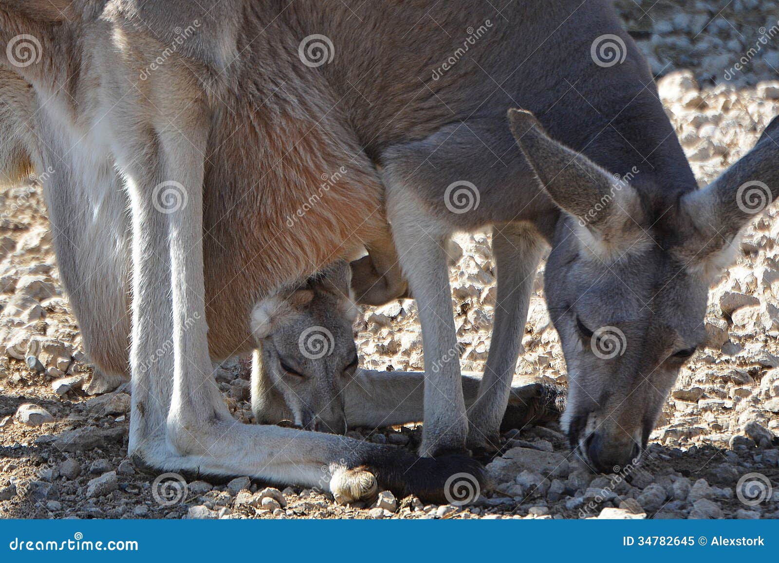 Kangaroo and Joey stock image. Image of carry, joey, quiet - 34782645