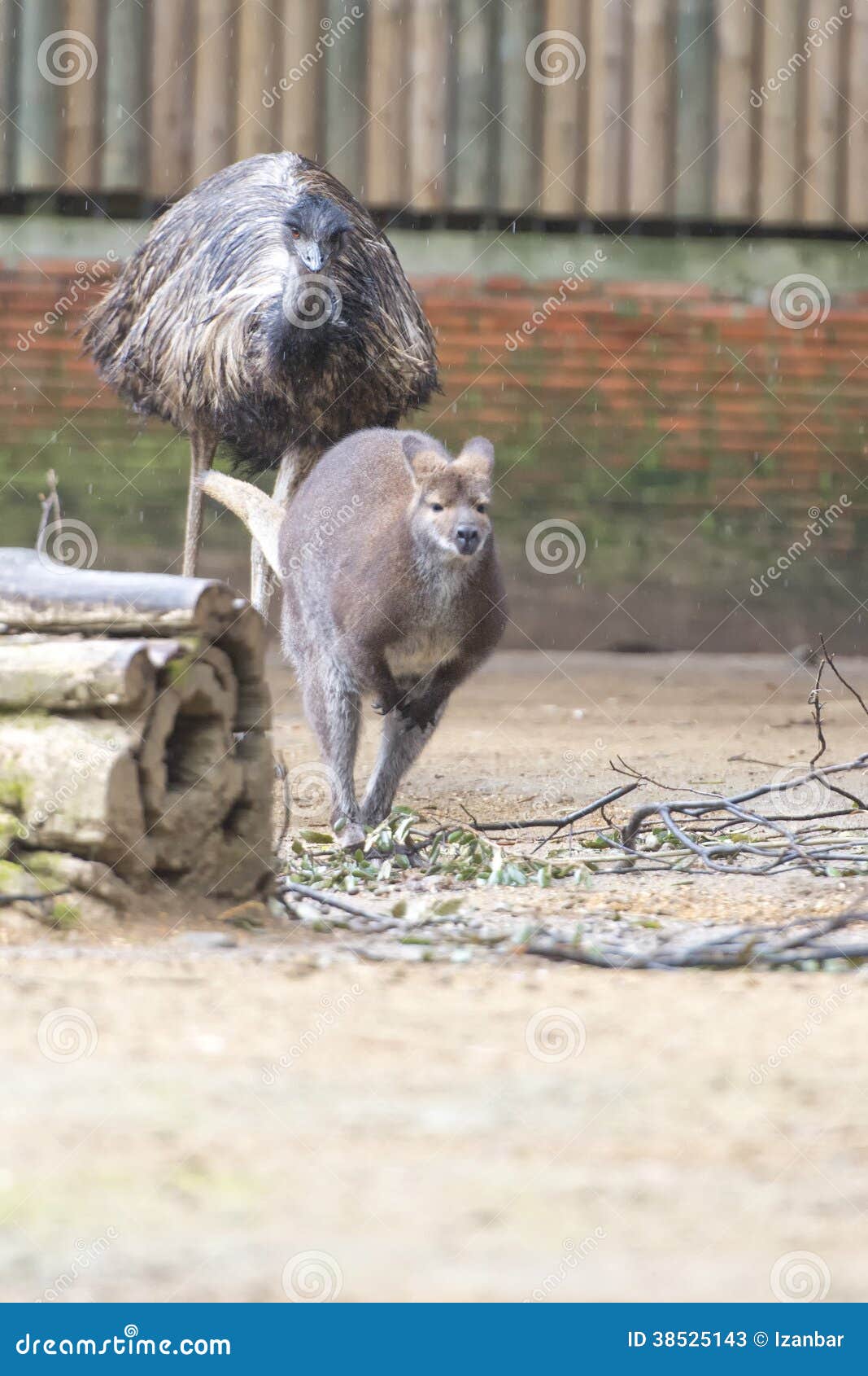 Kangaroo while Jumping and Chased by Ostrich Stock Image - Image of ...