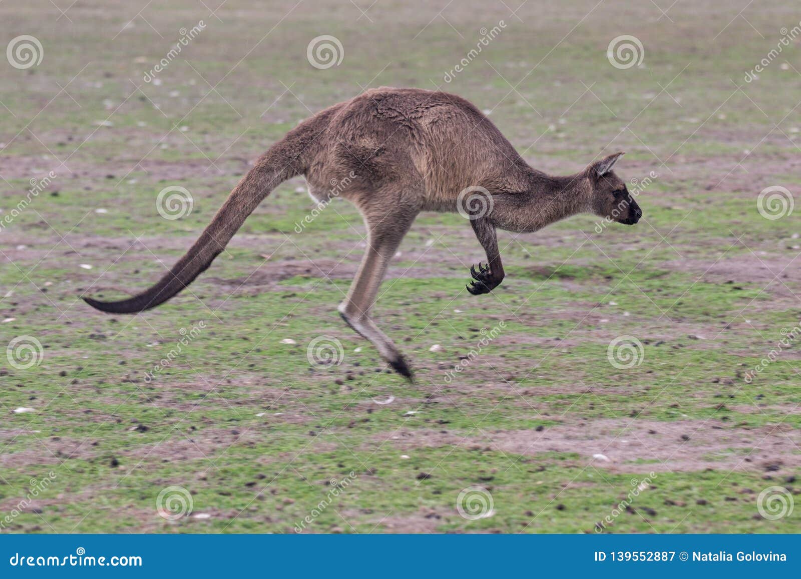 Australian Kangaroo while Jumping Close Up Portrait Stock Image - Image ...
