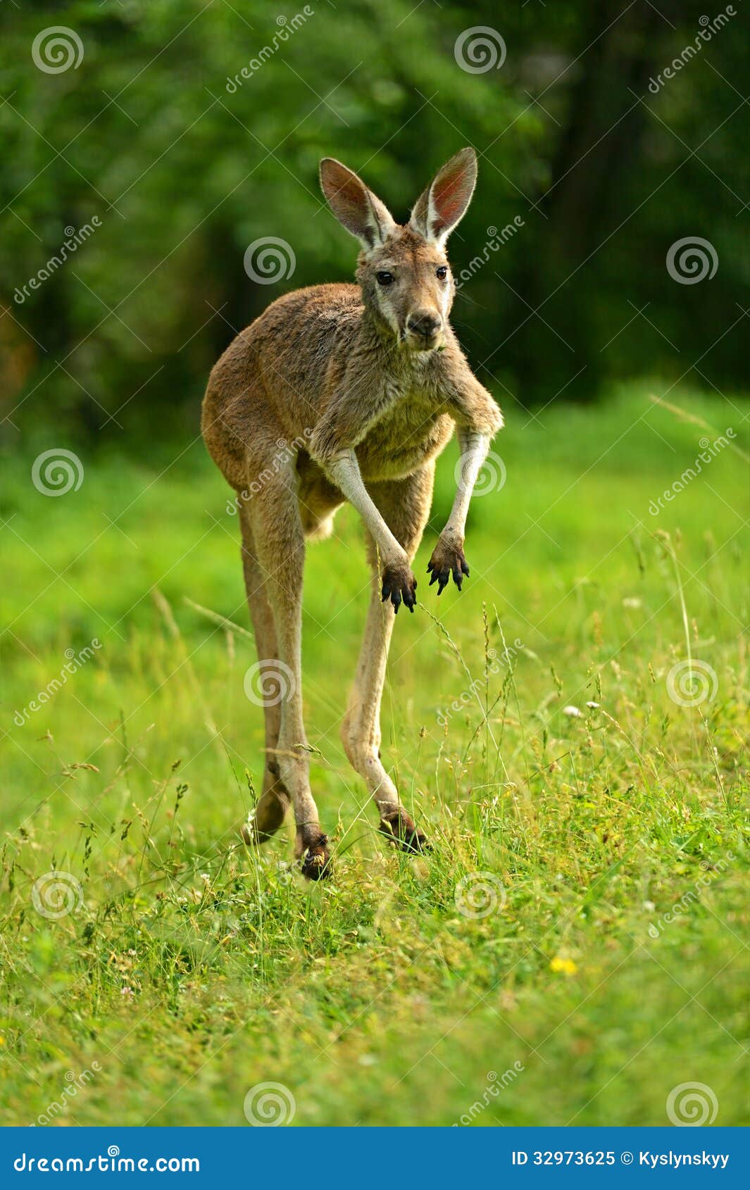 Kangaroo stock image. Image of forest, nature, themes - 32973625