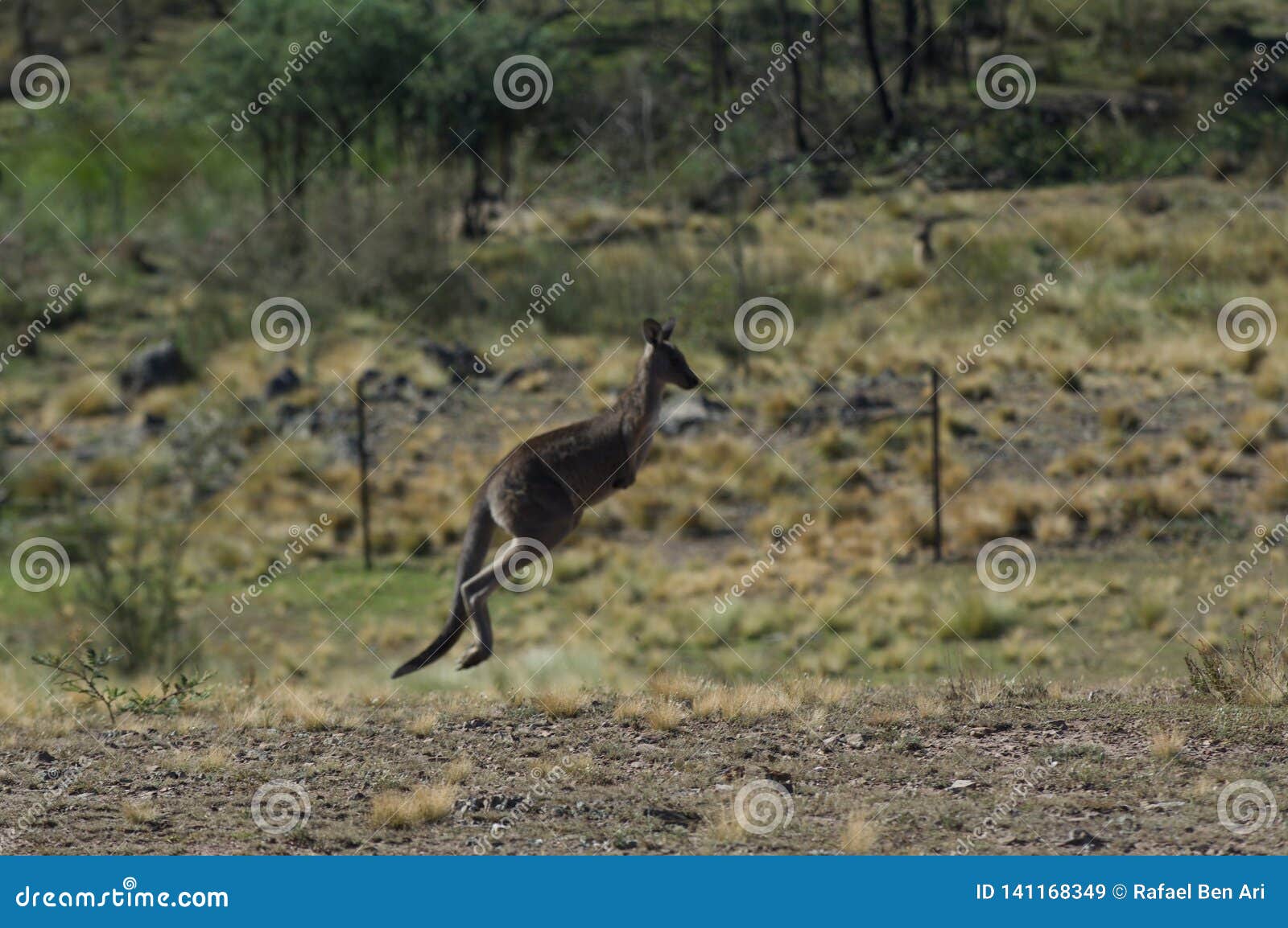 Red Kangaroo Jumping Stock Photography | CartoonDealer.com #44146628