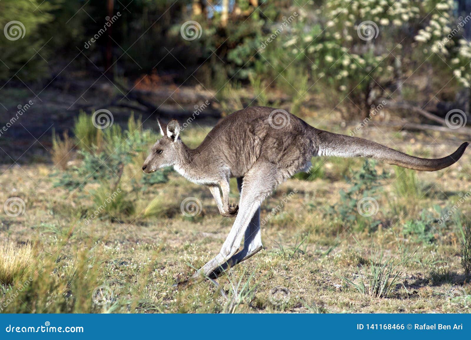 Kangaroo Jumping in the Outback of Canberra Stock Photo - Image of ...
