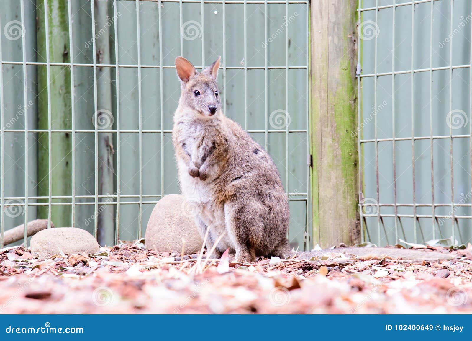 Kangaroo stock image. Image of grey, mammal, mammals - 102400649