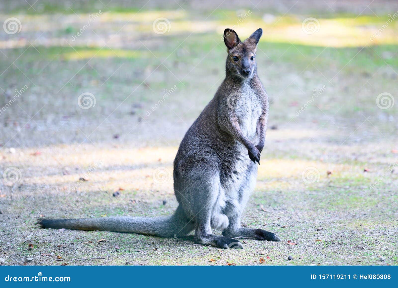 Kangaroo standing upright stock image. Image of marsupial - 157119211
