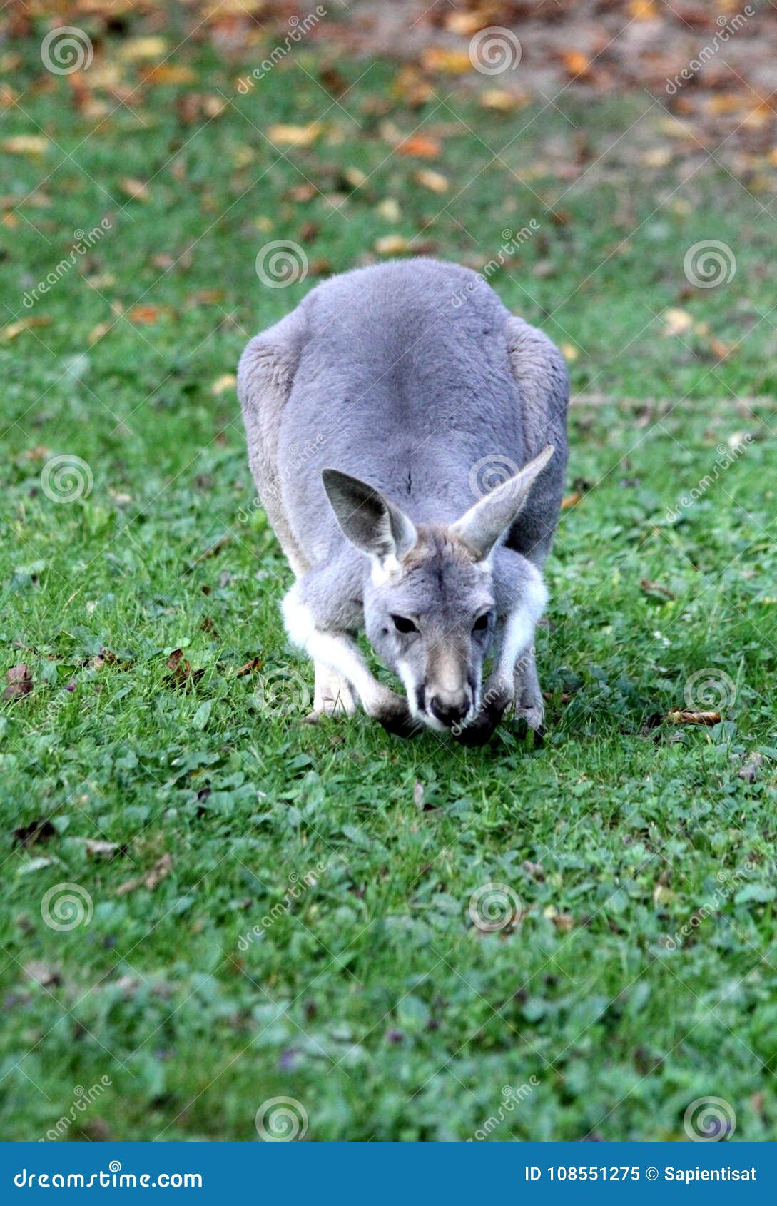 Kangaroo stock image. Image of ground, species, kangaroo - 108551275
