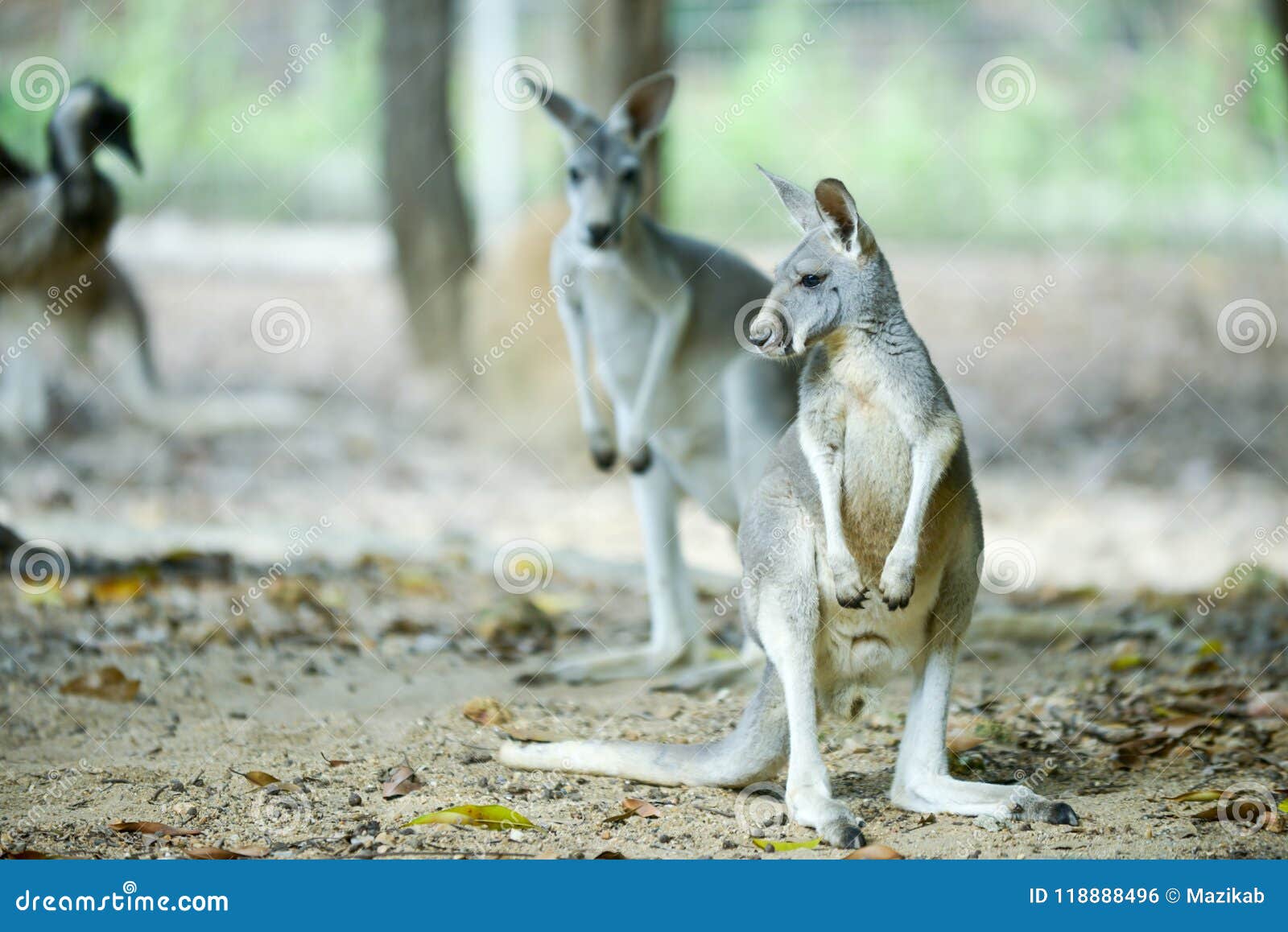 Kangaroo stock photo. Image of mammal, nature, outback - 118888496