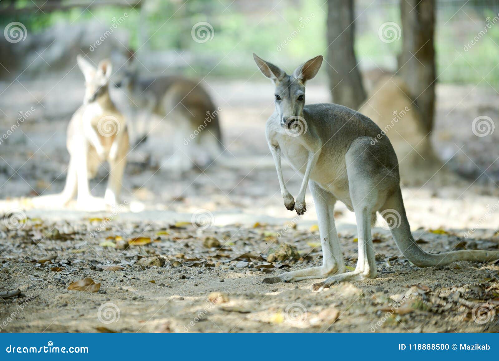 Kangaroo stock photo. Image of animals, native, aussie - 118888500