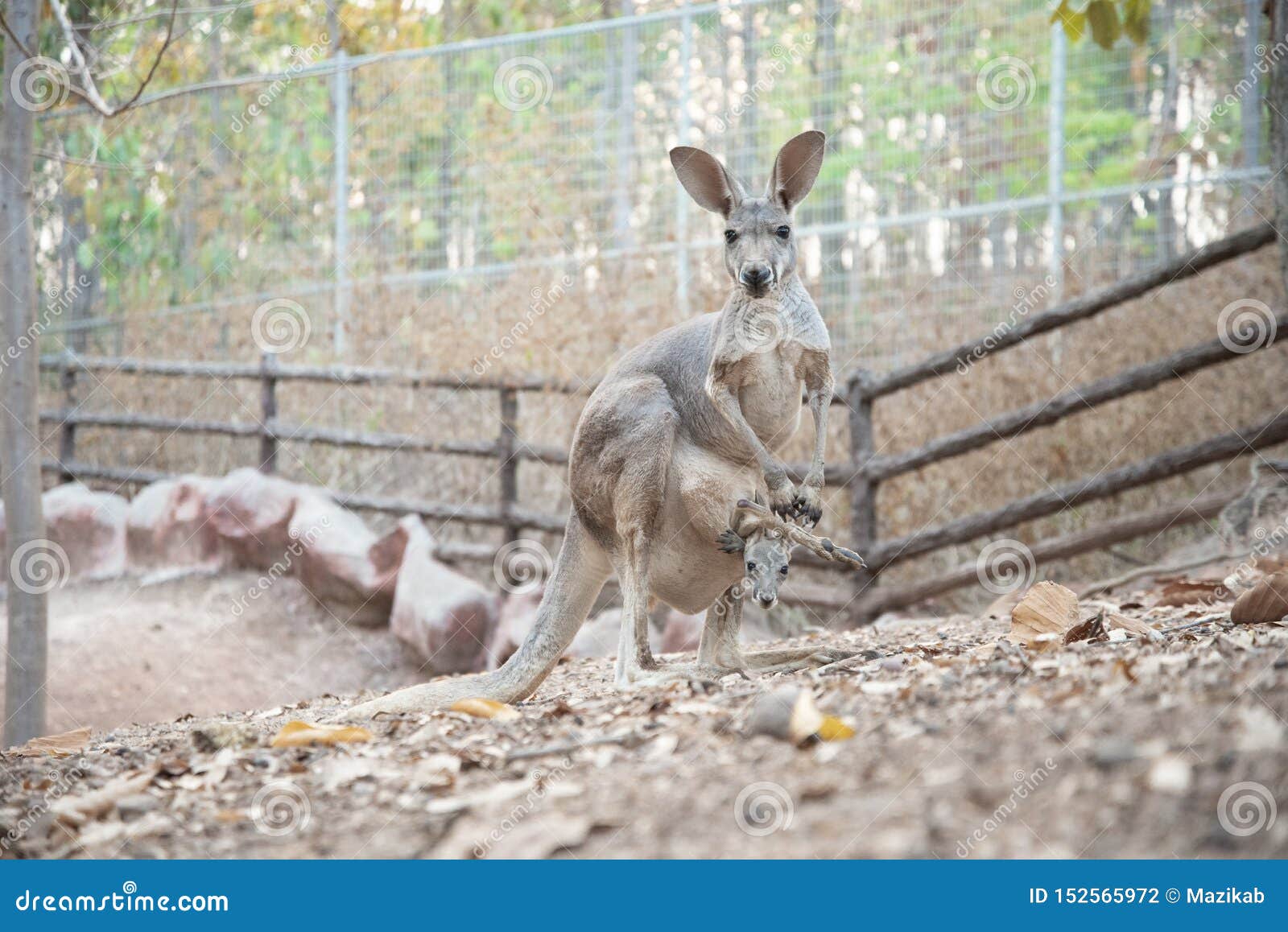 Kangaroo stock photo. Image of great, mammal, outback - 152565972
