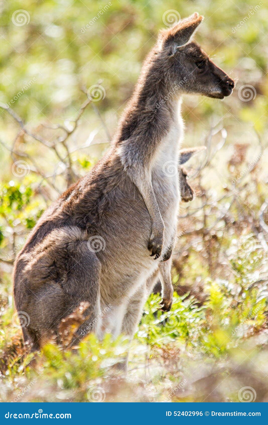 Kangaroo stock photo. Image of mornington, animal, attraction - 52402996