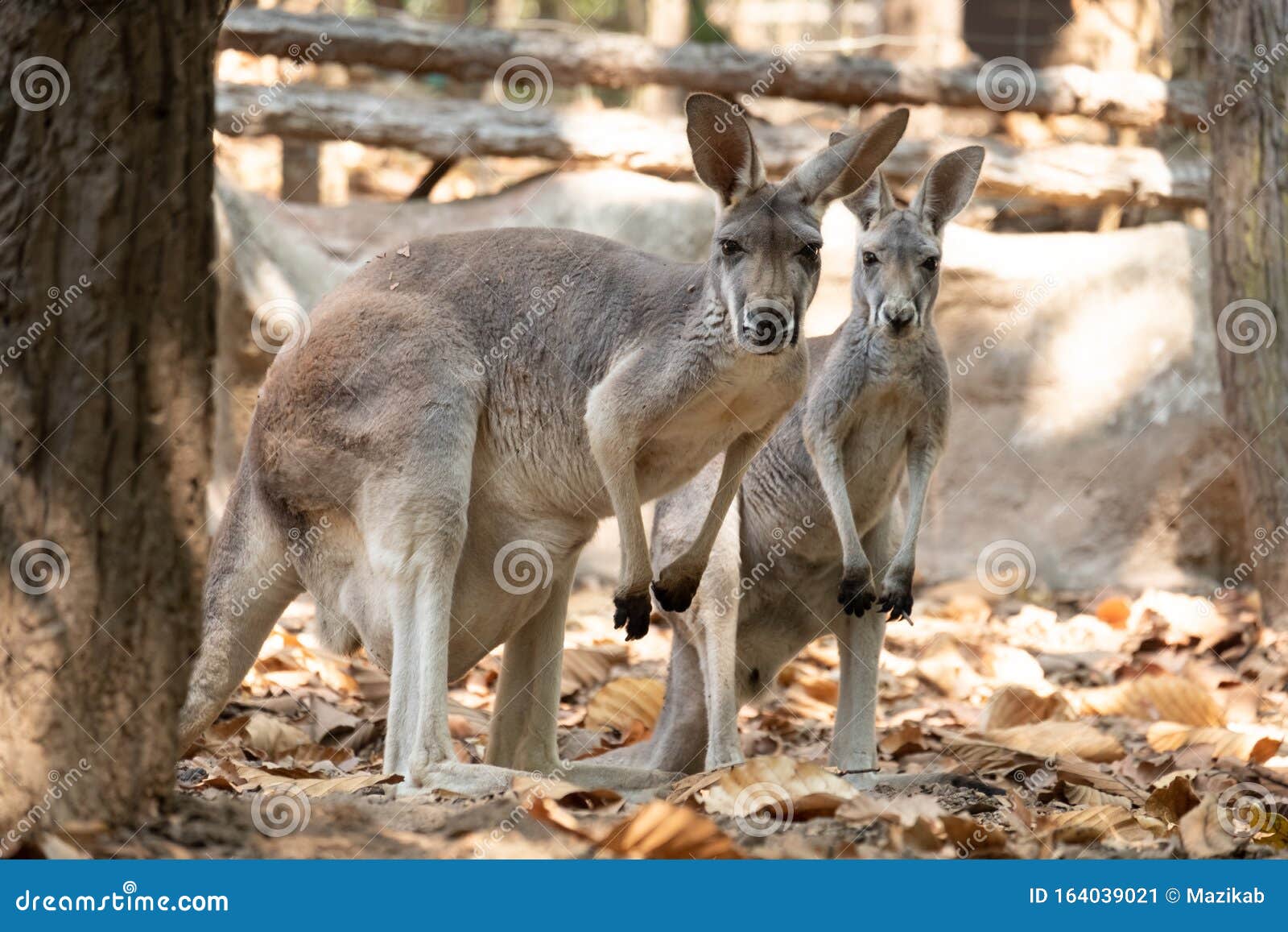 Kangaroo stock image. Image of national, marsupial, standing - 164039021