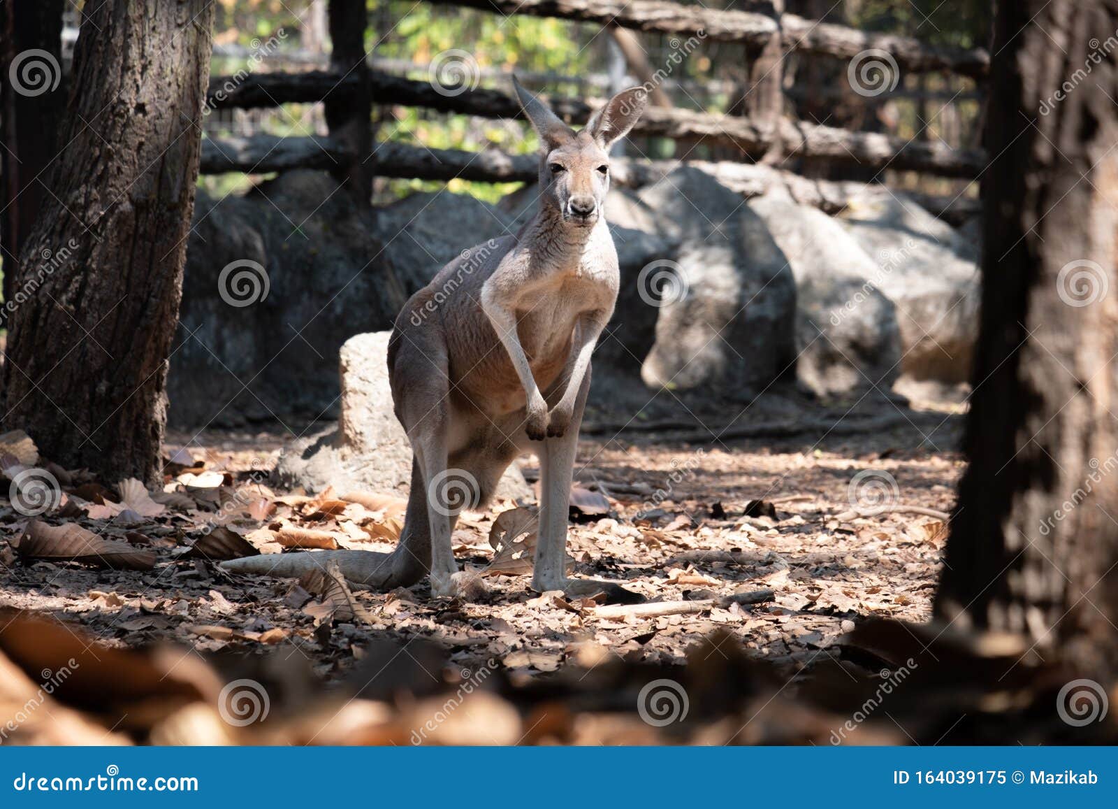 Kangaroo stock image. Image of portrait, looking, native - 164039175