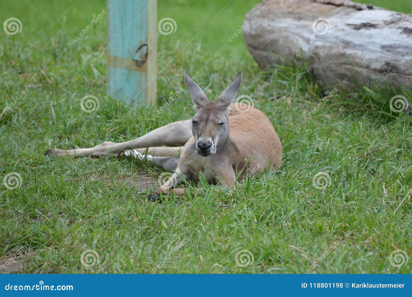 Kangaroo Laying in the Grass Stock Photo - Image of attraction ...