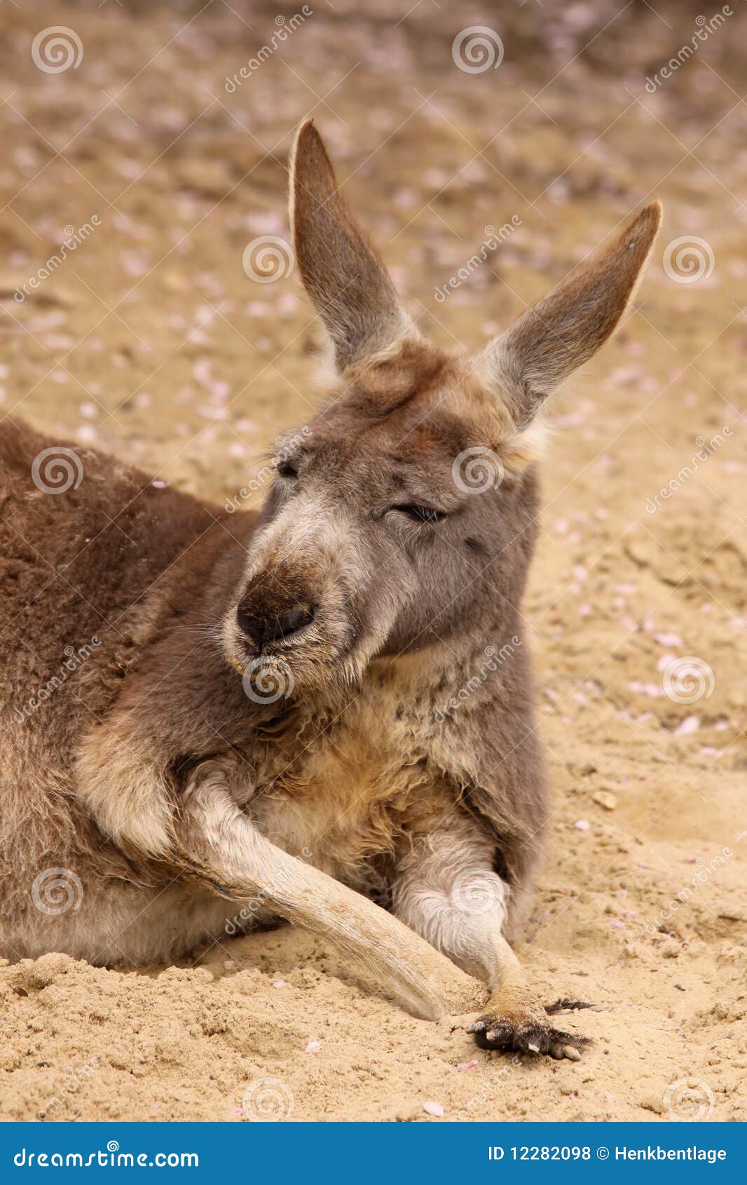 Kangaroo Laying in the Sand Stock Photo - Image of brown, head: 12282098