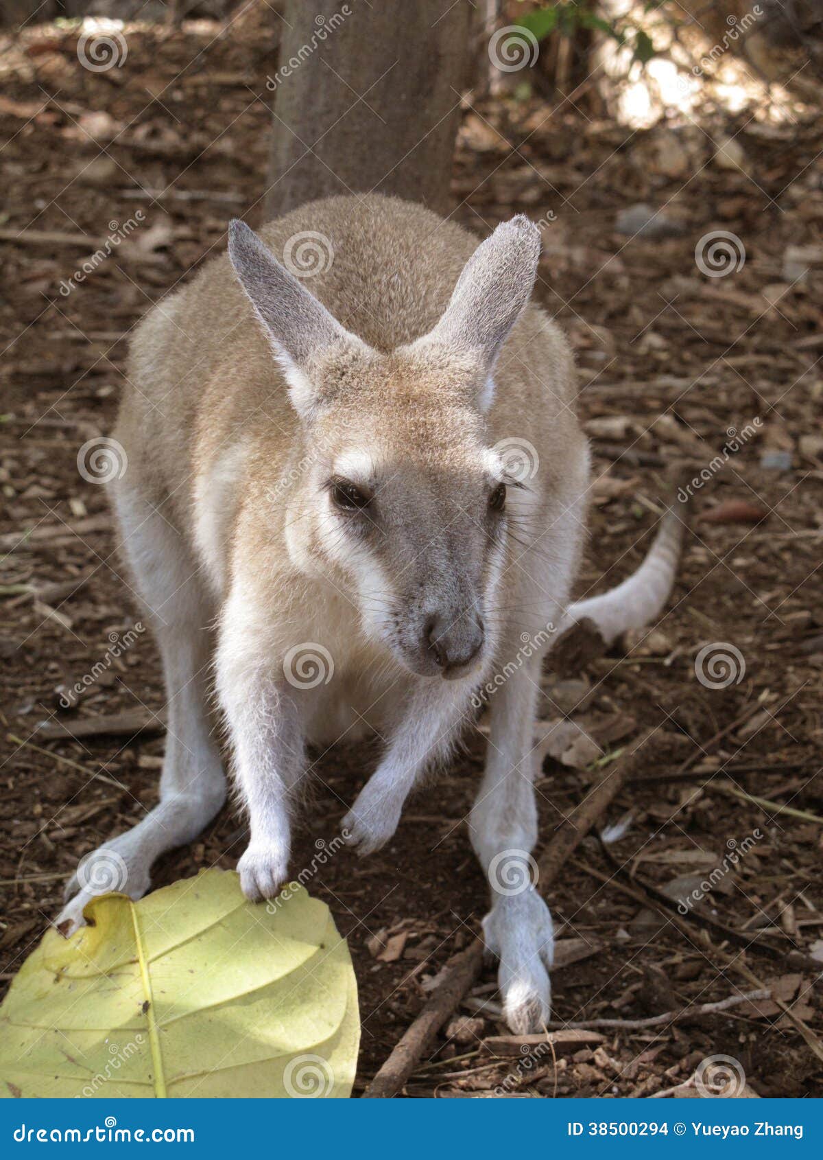 Kangaroo with a leaf stock photo. Image of animal, australia - 38500294