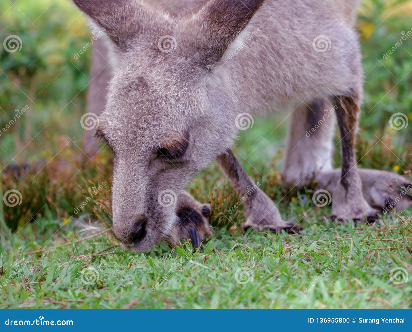 Kangaroo stock photo. Image of glasses, eating, kangaroo - 136955800