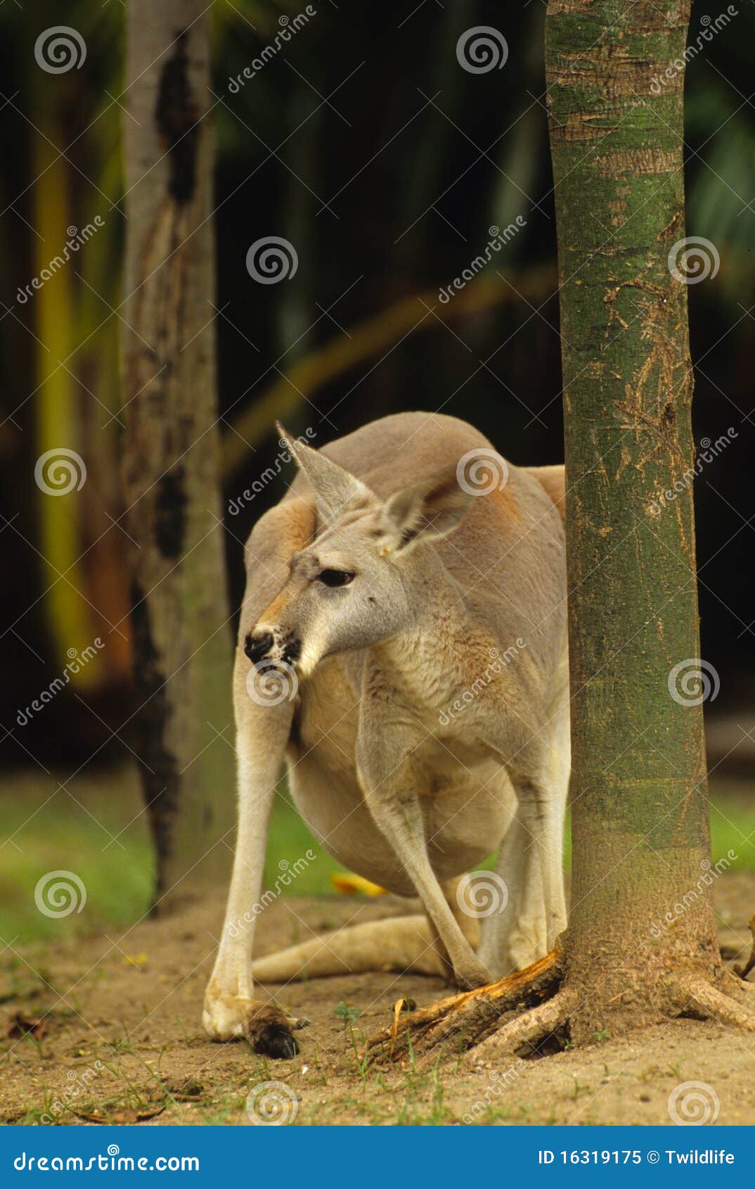 Kangaroo Looking Around Tree Stock Image - Image of animal, mammal ...