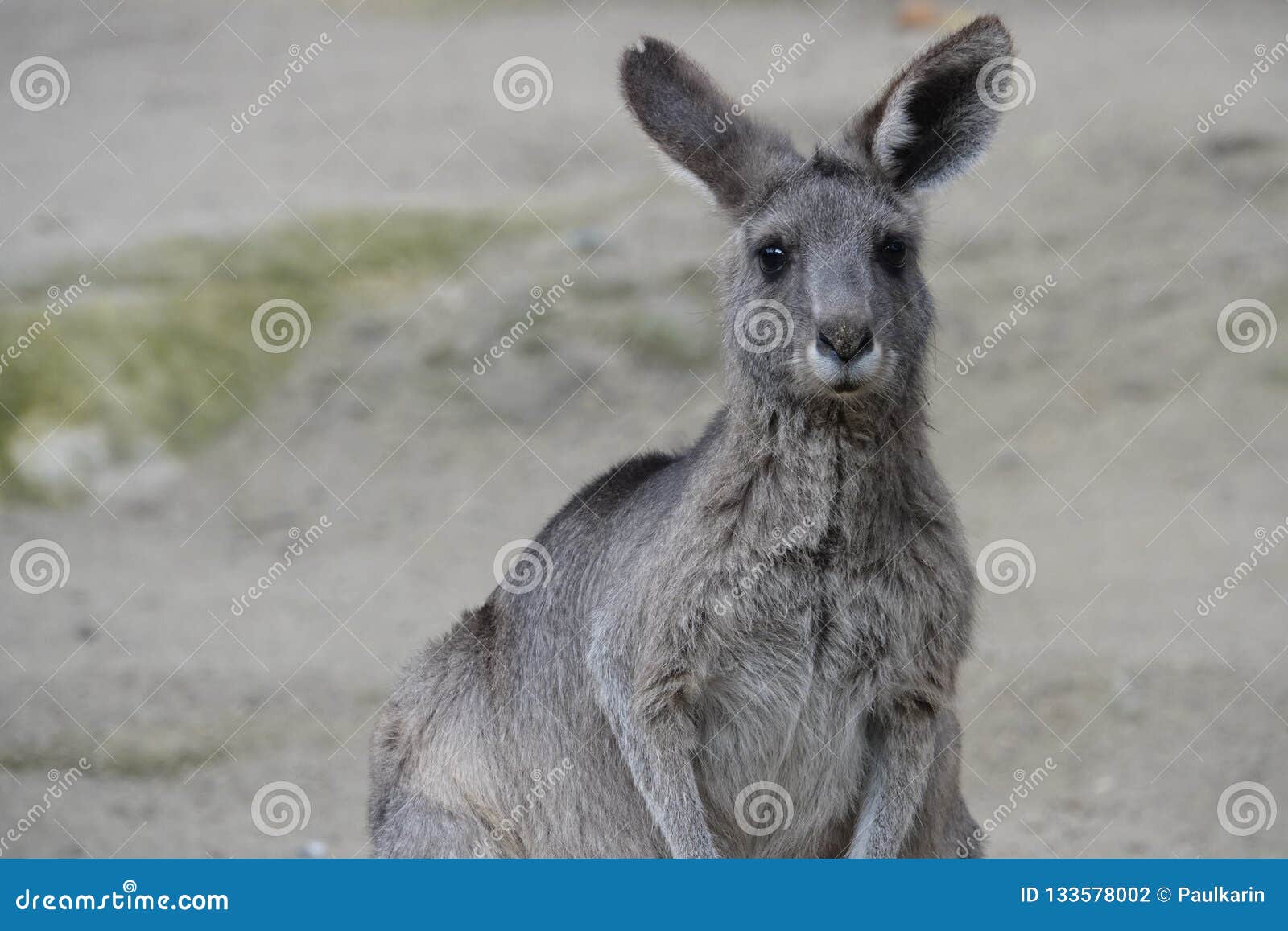 Kangaroo. stock photo. Image of marsupial, cute, grey - 133578002