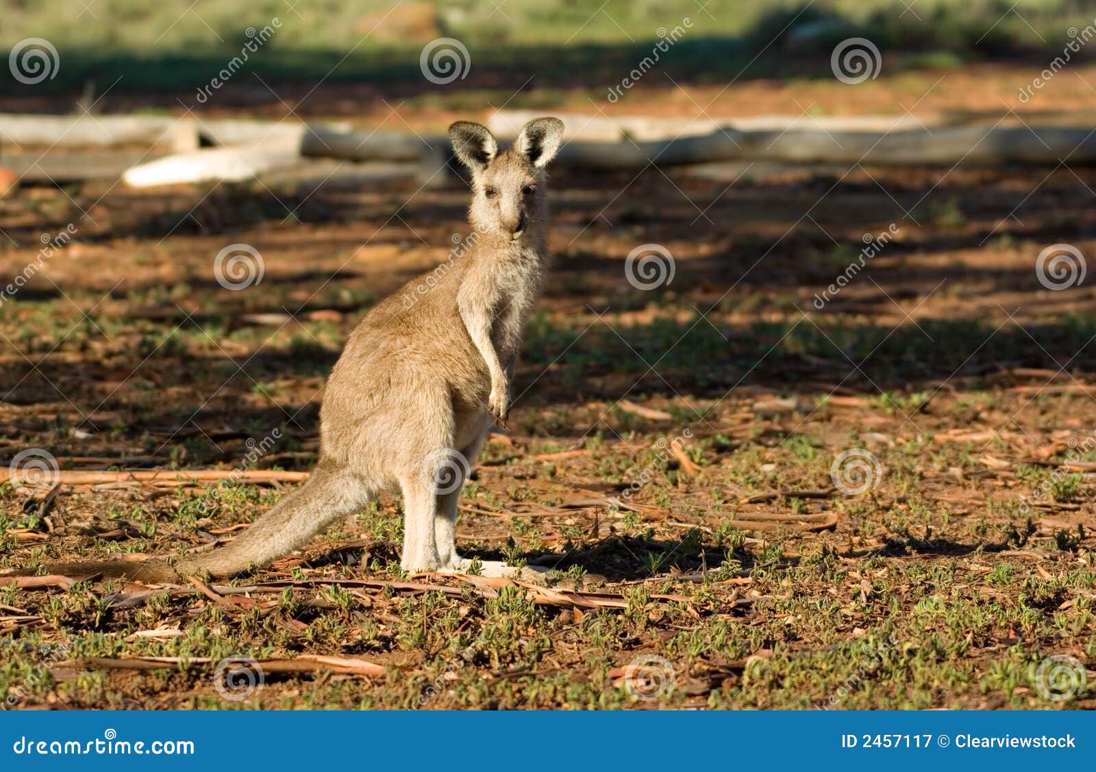 Kangaroo looking at camera stock image. Image of animal - 2457117