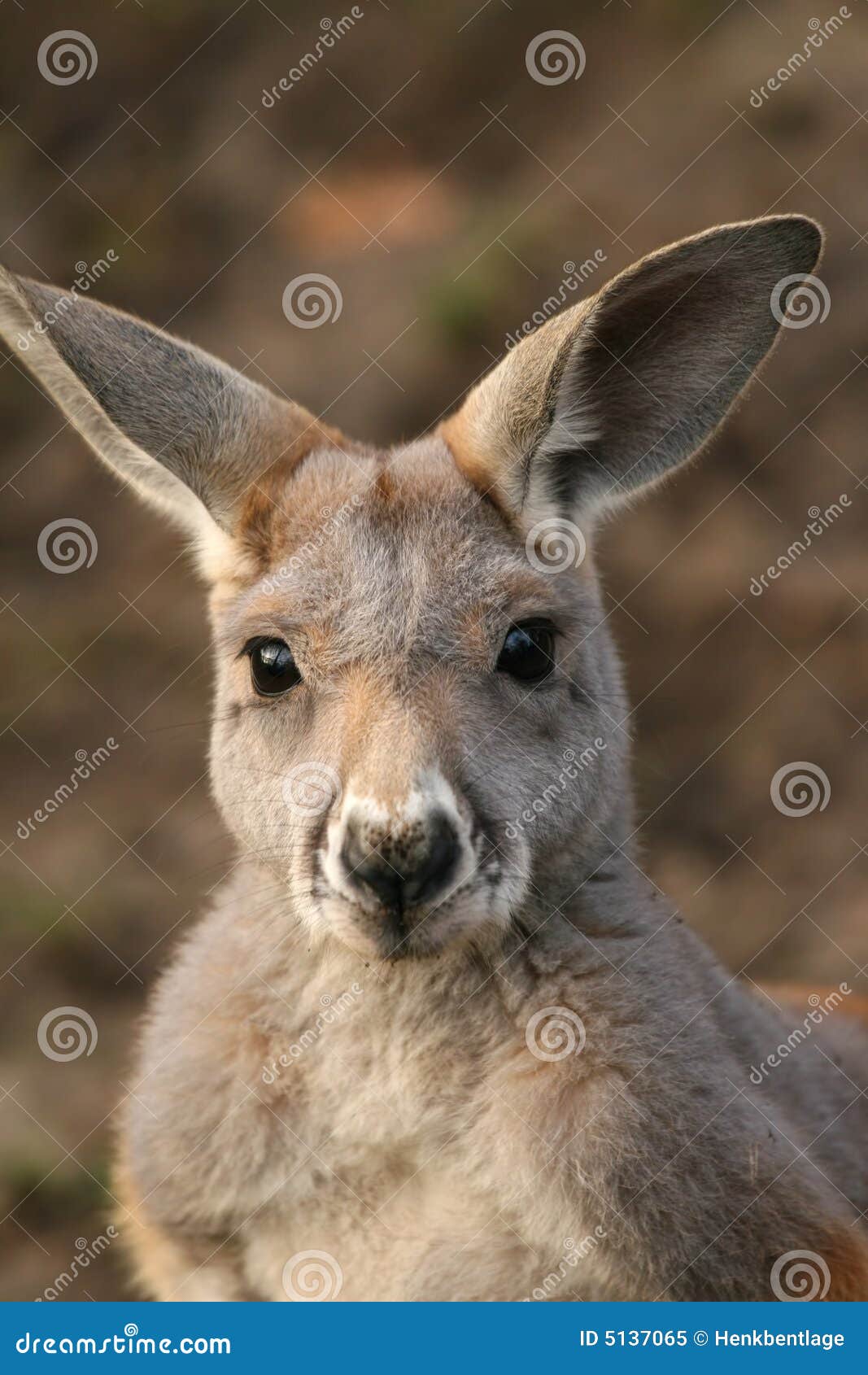 Kangaroo looking at you stock image. Image of animal, wildlife - 5137065