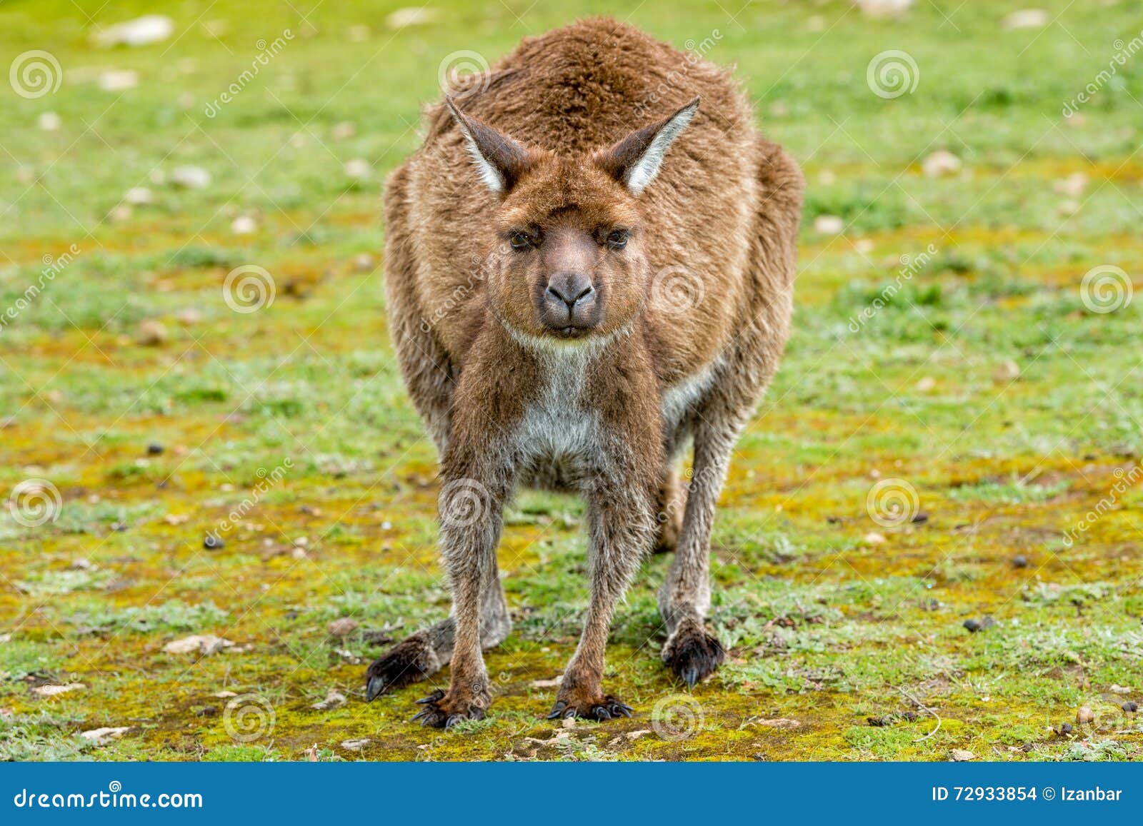 Kangaroo Looking at You on the Grass Background Stock Photo - Image of ...
