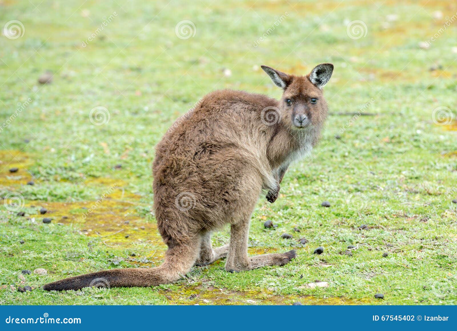 Kangaroo Looking at You on the Grass Stock Photo - Image of tourism ...