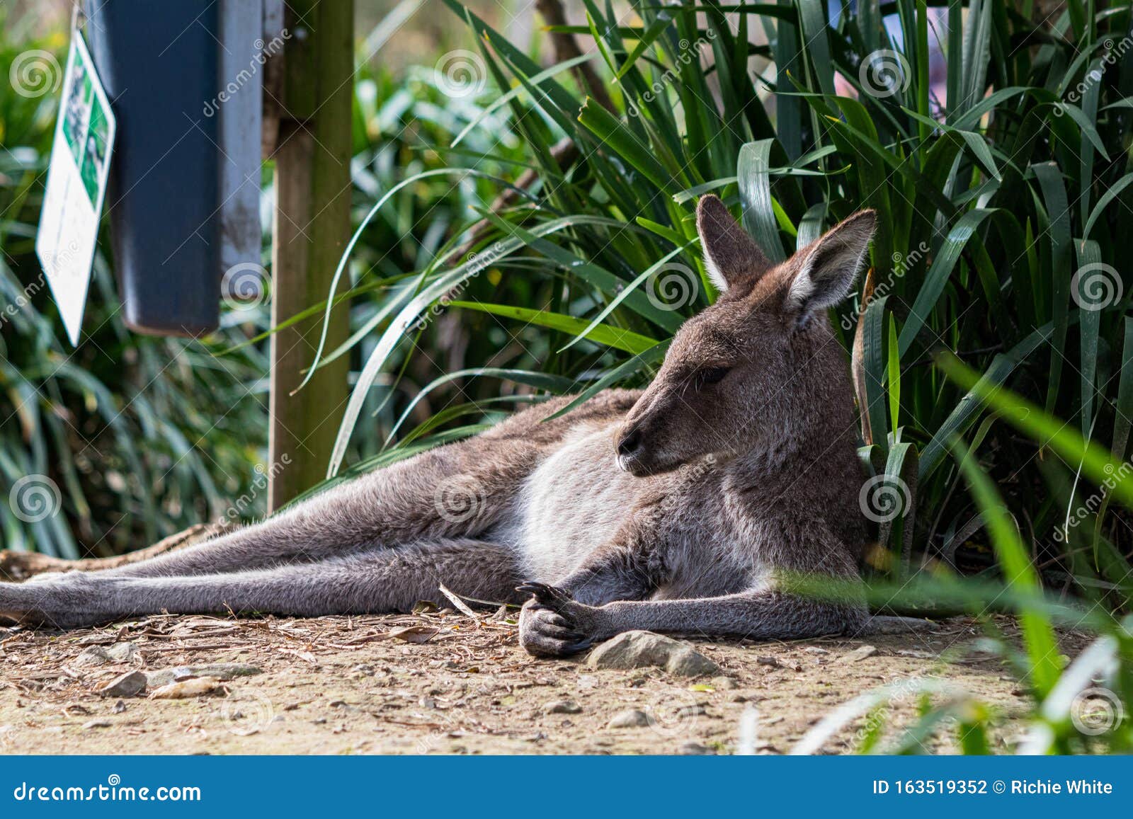 Kangaroo Lounging in the Winter Sun Light, Bush in Background Stock ...