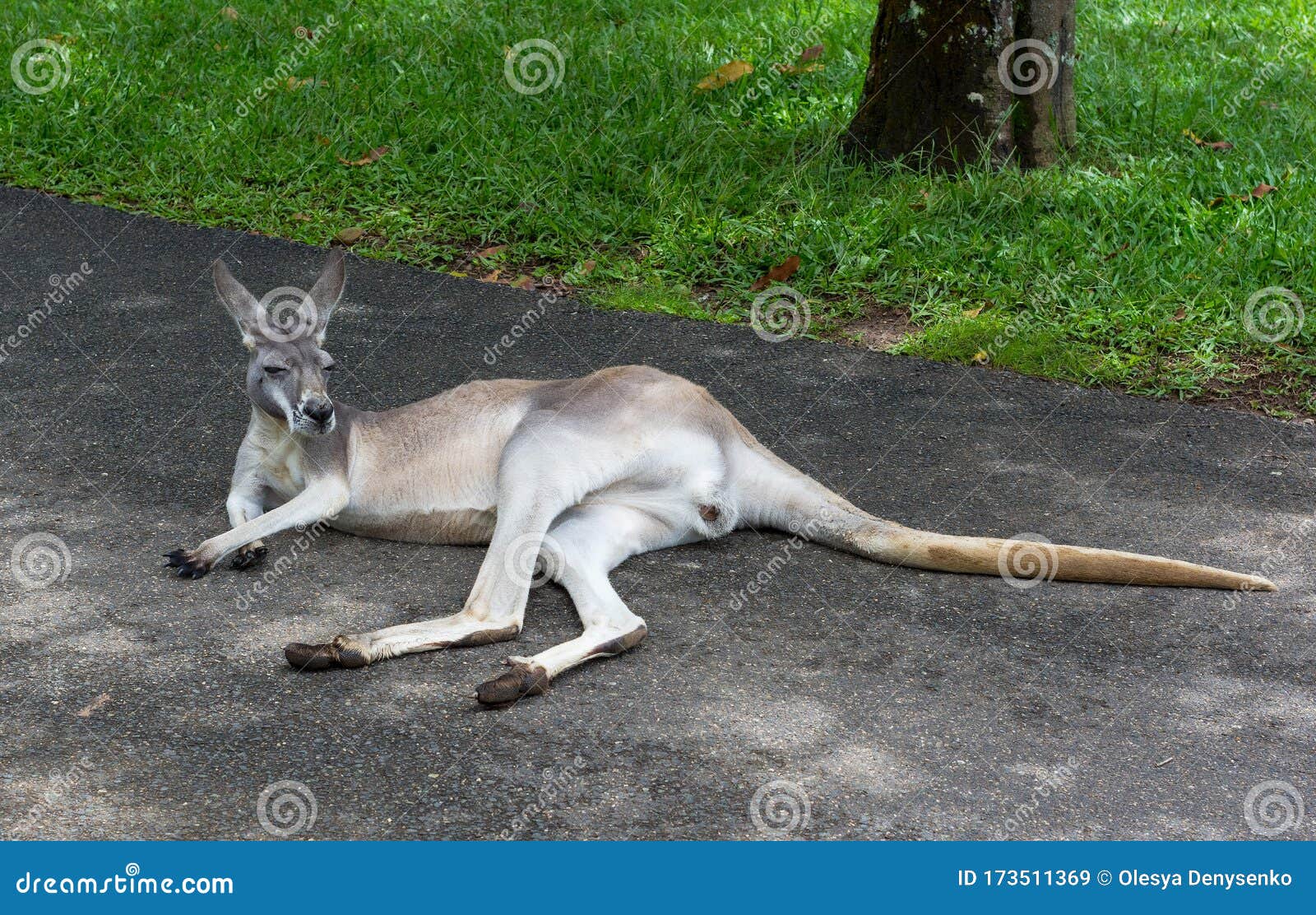 Kangaroo Lying Down. Chilling Kangaroo. Queensland. Australia Stock ...