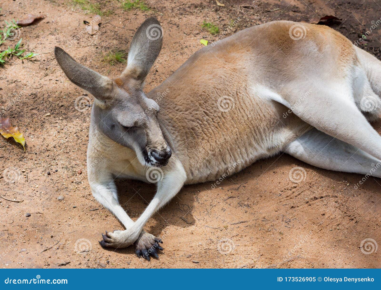 Kangaroo Lying Down. Chilling Kangaroo. Queensland. Australia Stock ...