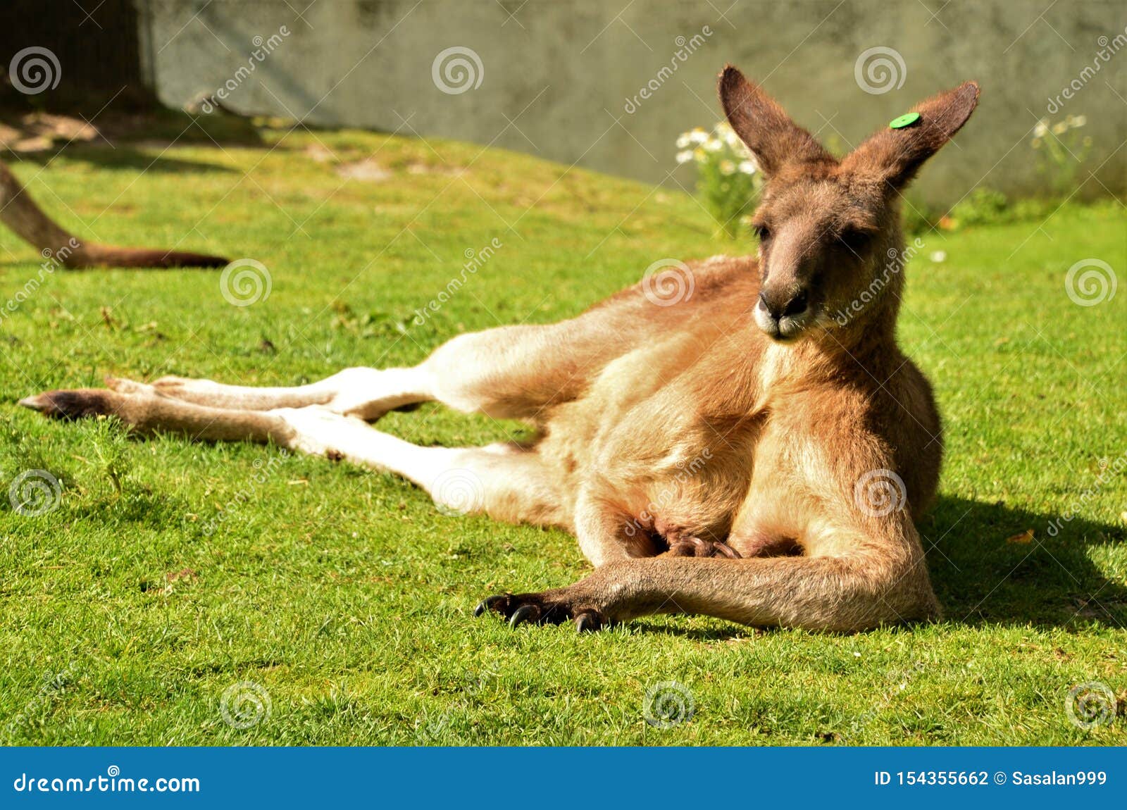 Animals in Captivity - Kangaroo Stock Photo - Image of nature, kangaroo ...