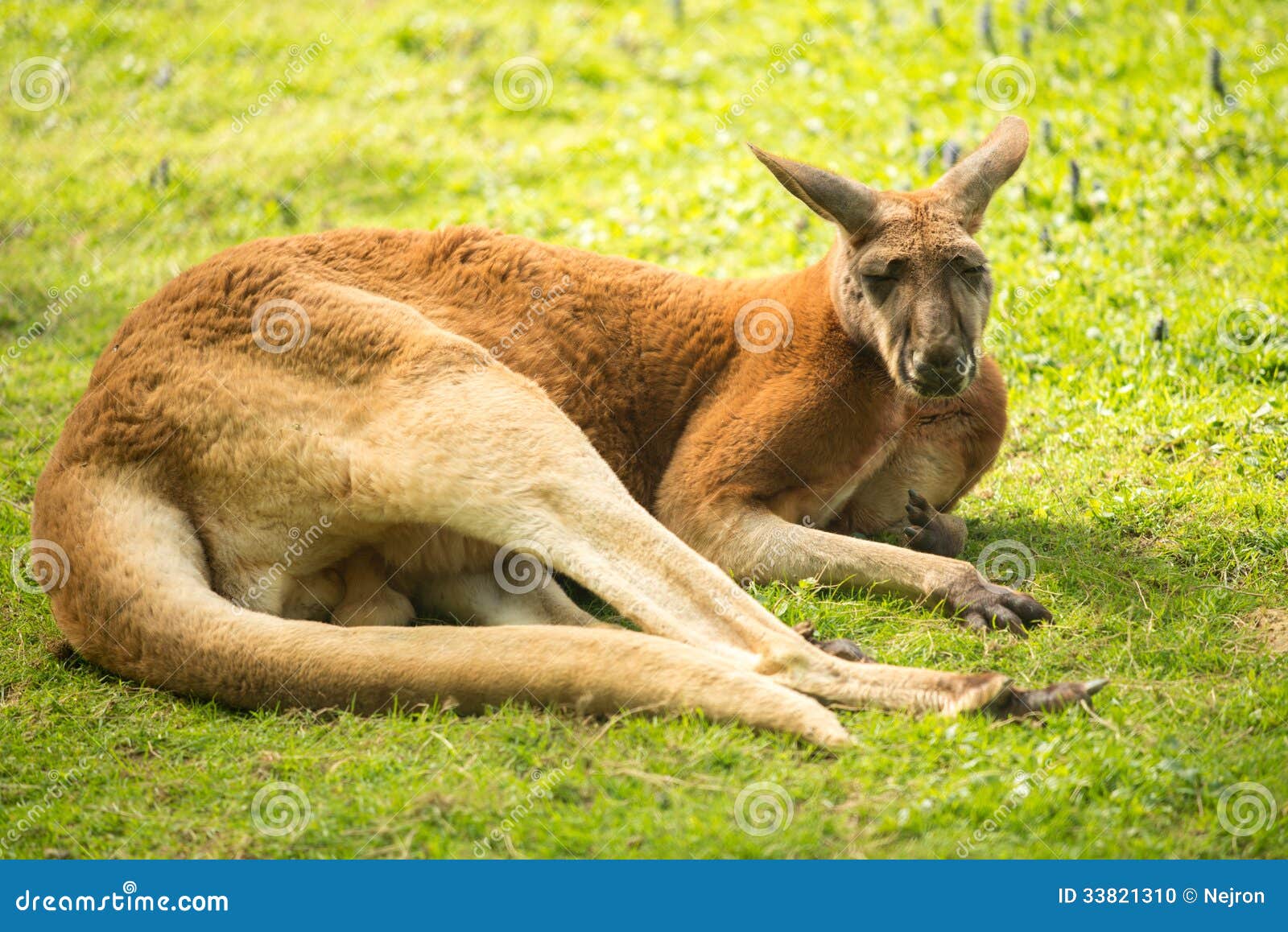 Kangaroo stock photo. Image of resting, fauna, adult - 33821310