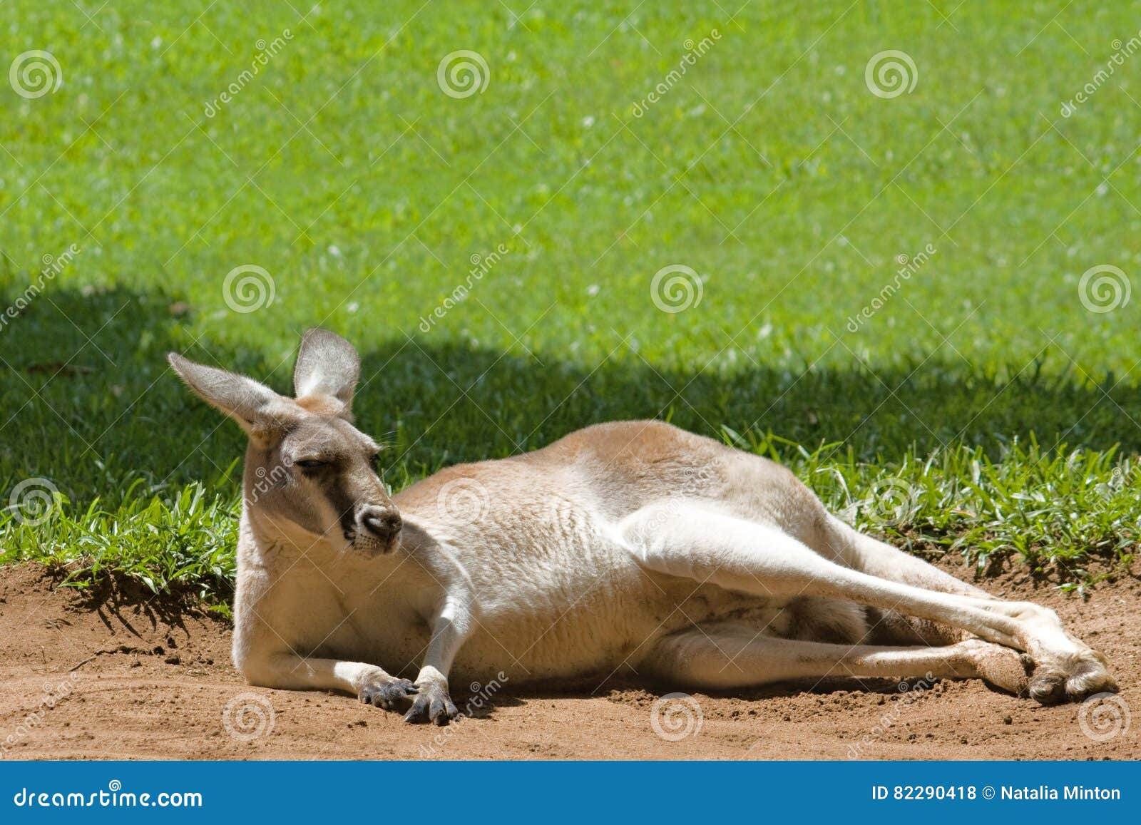 Kangaroo stock photo. Image of grass, green, liying, australia - 82290418
