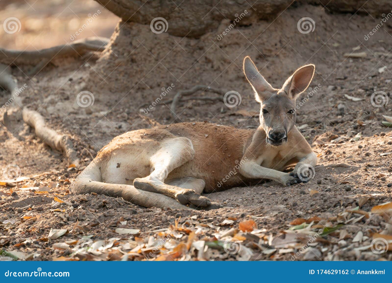 Kangaroo lying stock photo. Image of wild, resting, native - 174629162