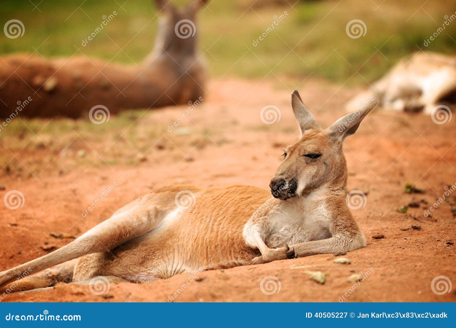 Kangaroo Lying on the Meadow in the Zoo Stock Image - Image of ...