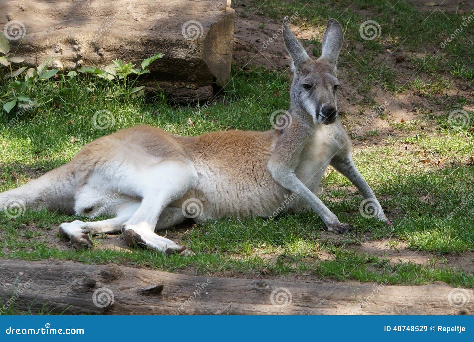 Kangaroo stock image. Image of funny, outside, enjoying - 40748529