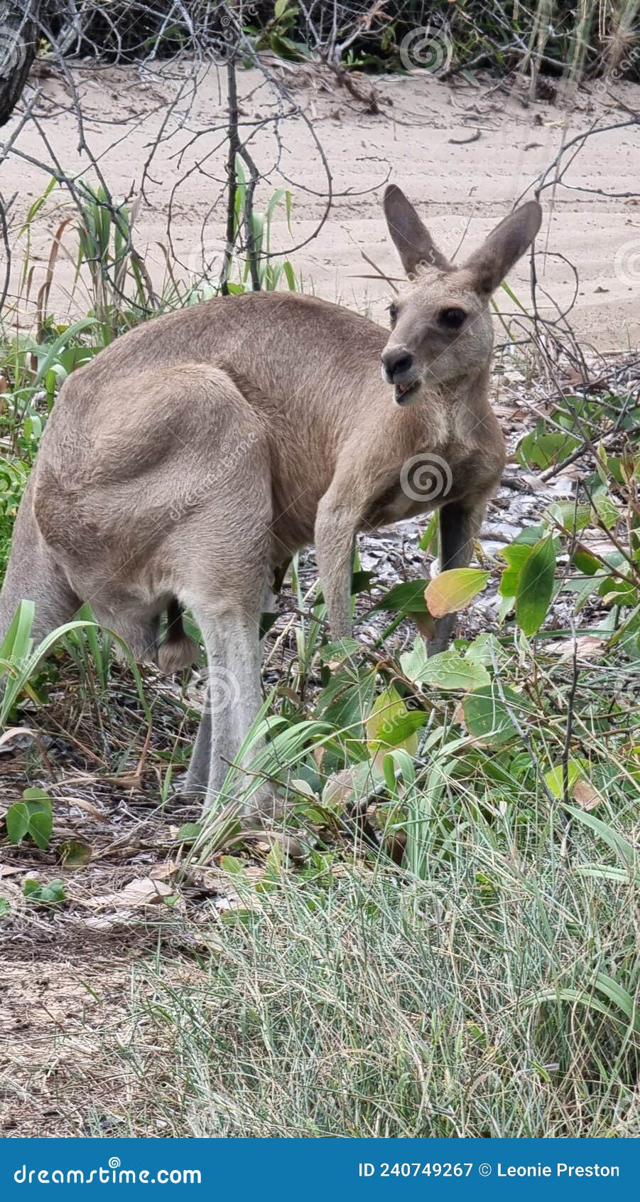 Kangaroo Macho Queensland Australia Imagen de archivo - Imagen de ...