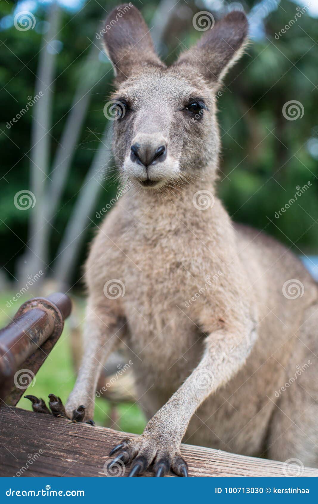 Kangaroo Face Stock Photos - Download 2,296 Royalty Free Photos