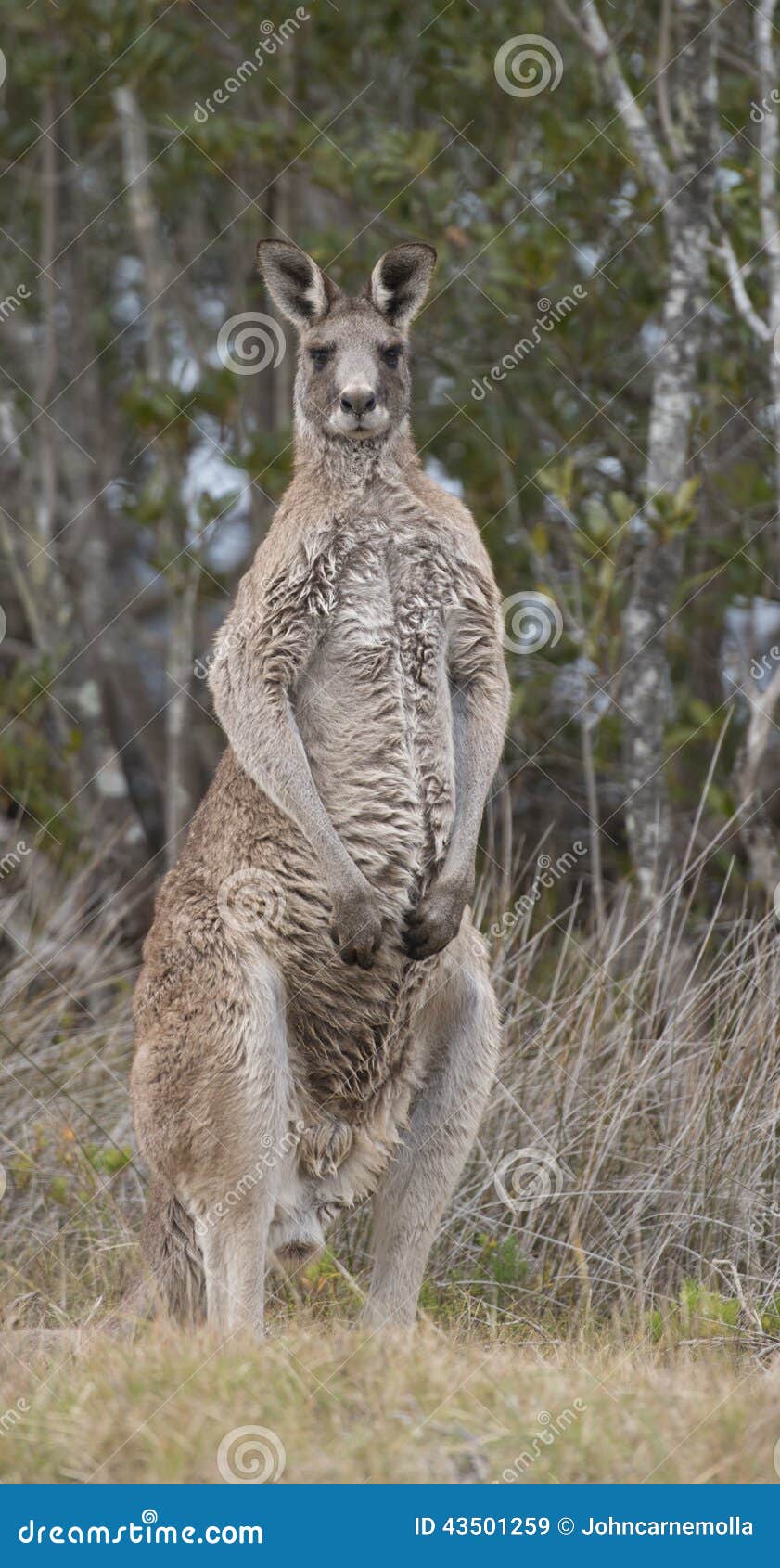 Kangaroo stock image. Image of buck, vertical, wildlife - 43501259