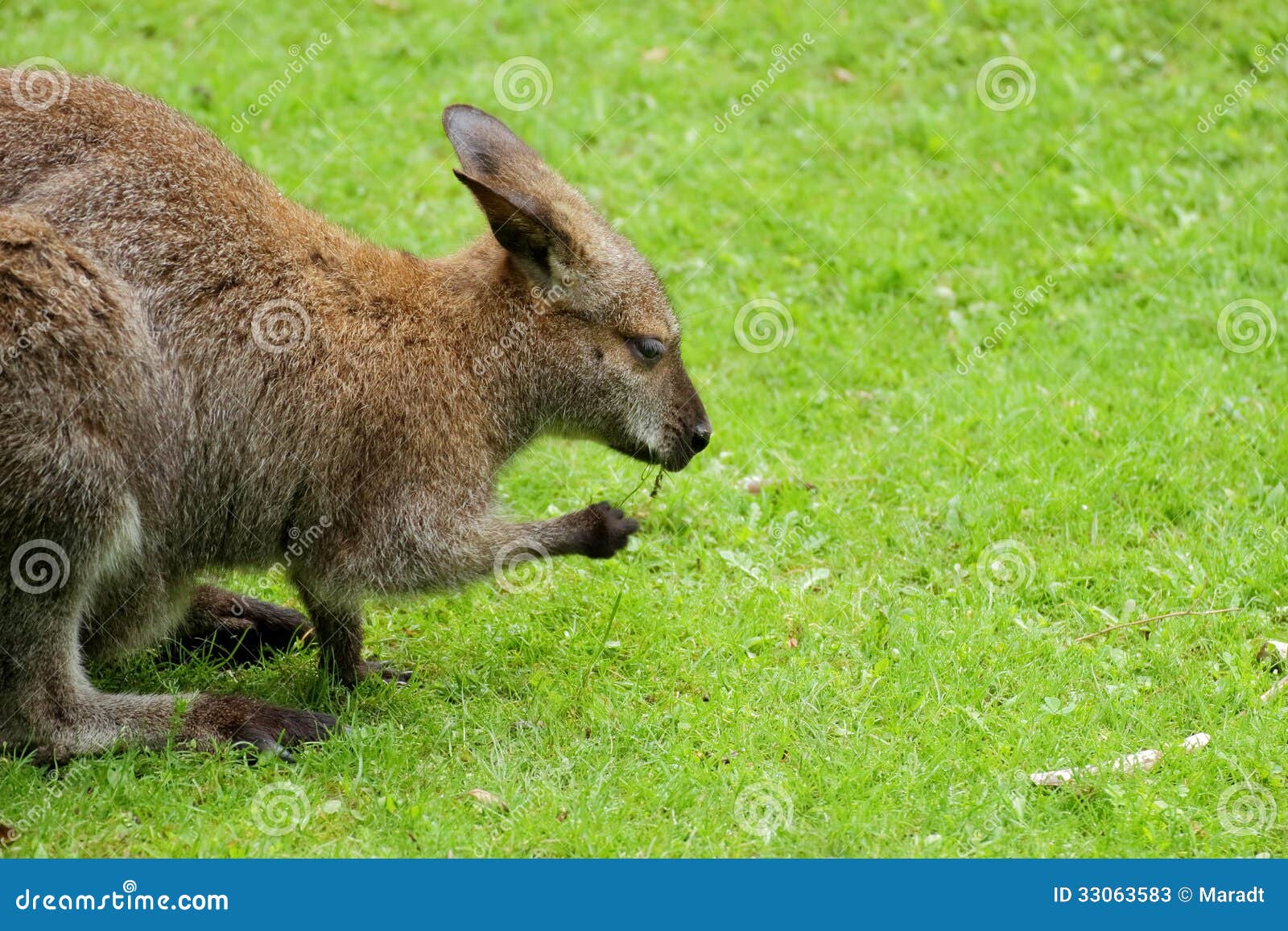 Side View Kangaroo Stock Images - Download 549 Royalty Free Photos