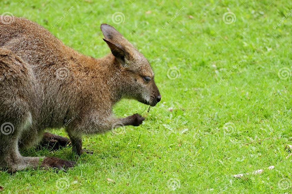 Kangaroo on Meadow - Side View Stock Image - Image of wild, furry: 33063583