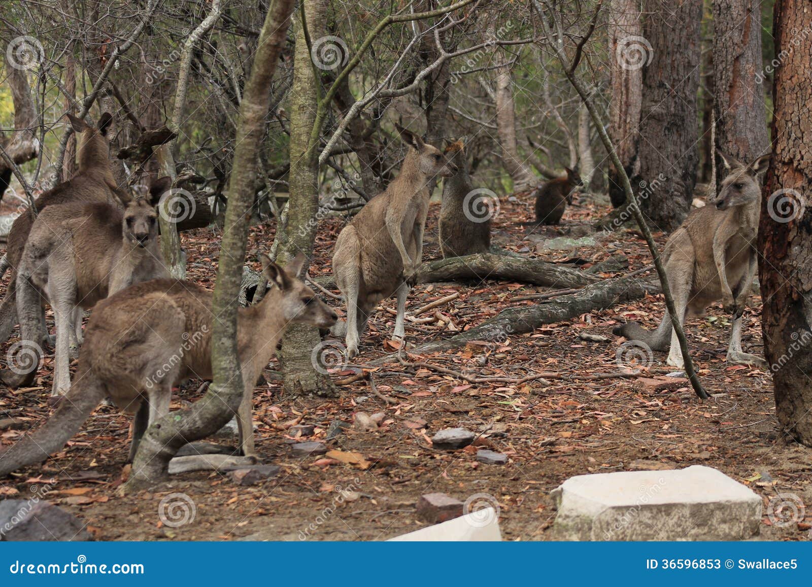 Kangaroo Mob Stock Photos - Image: 36596853