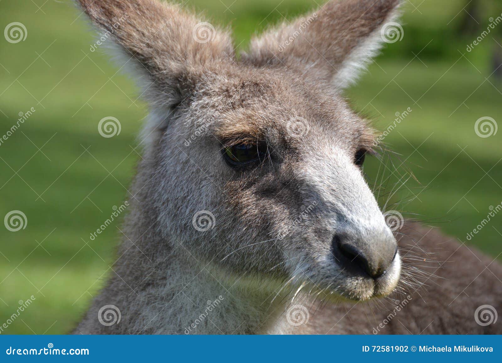 Kangaroo stock photo. Image of head, animal, closeup - 72581902