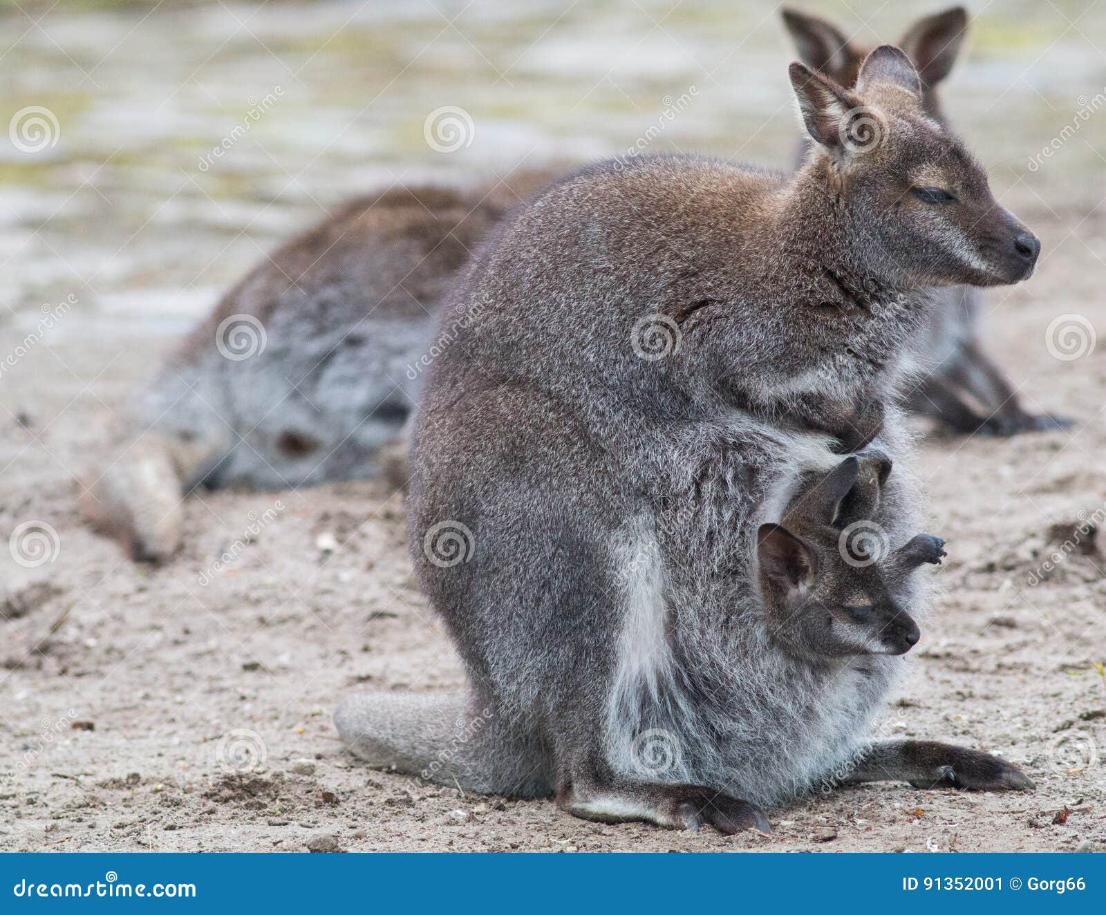 Kangaroo stock image. Image of isolated, female, cutout - 91352001