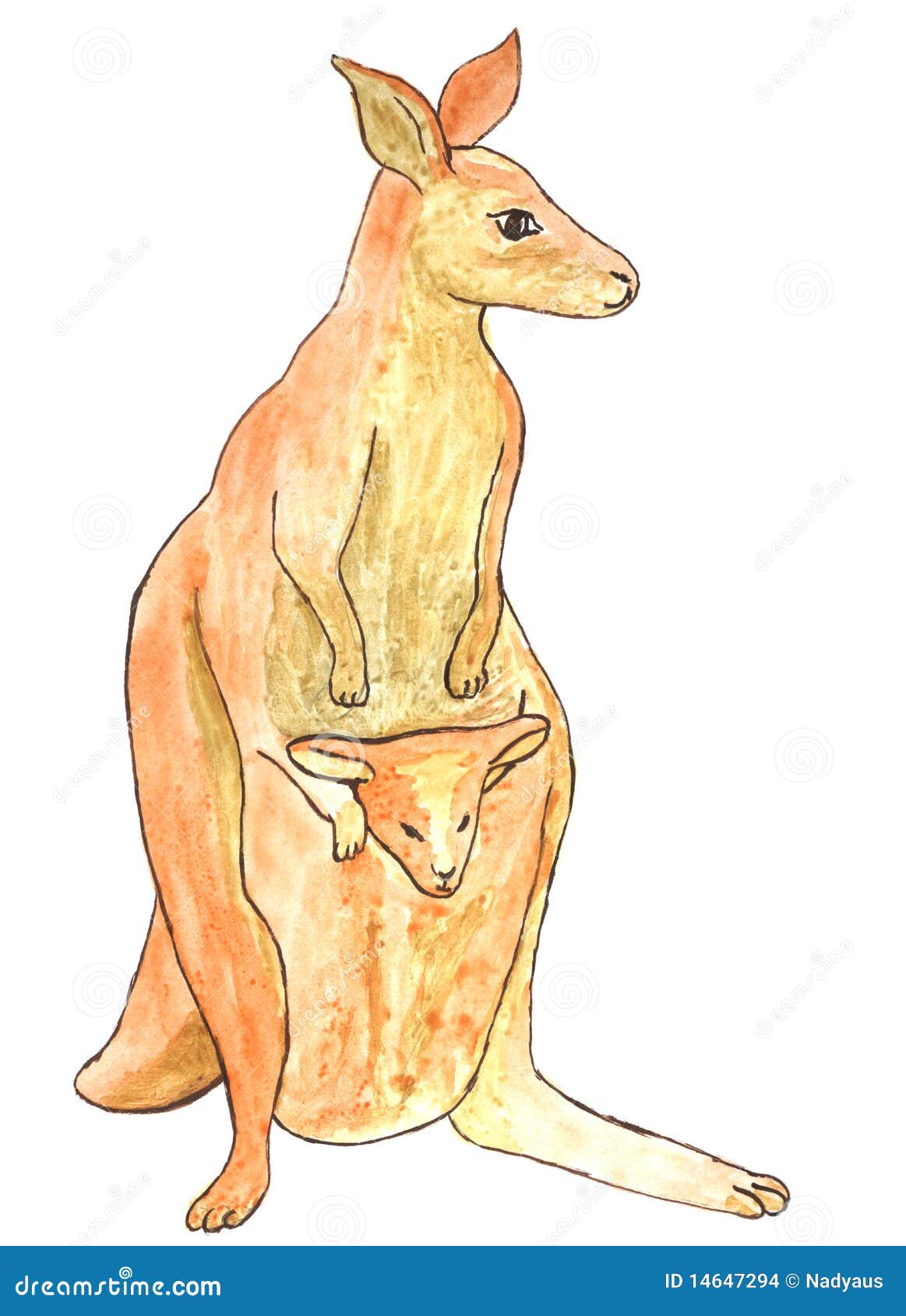 Kangaroo Mother And Baby In Her Pouch Vector Illustration ...