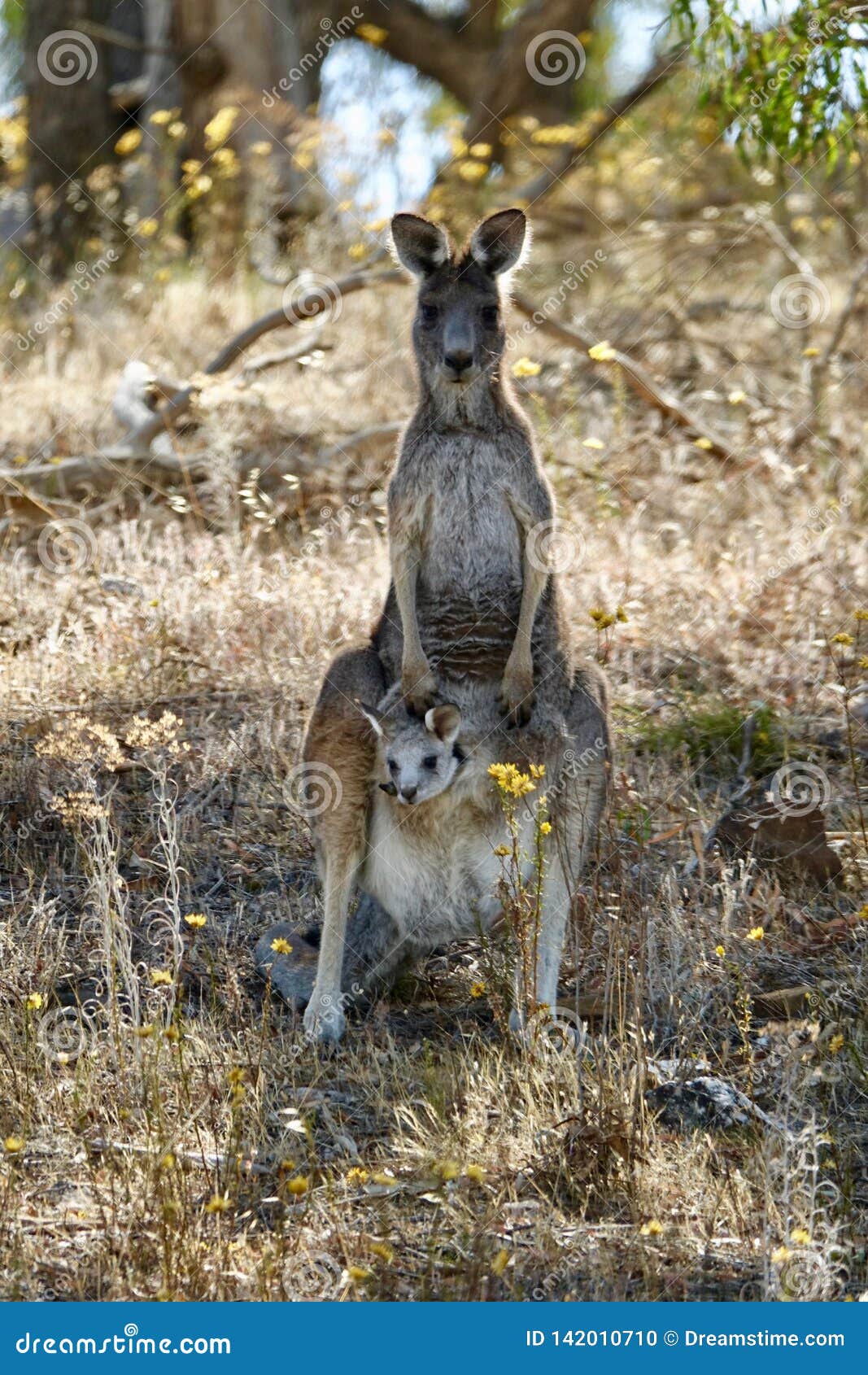 Kangaroo Mum and Baby in Sunset Stock Photo - Image of kangaroo, field ...